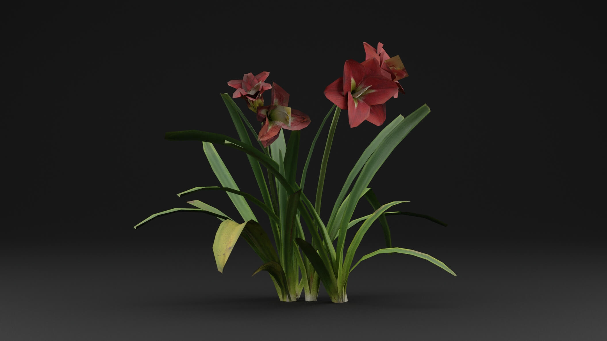 Amaryllis Plant - 3D Model by Green Lander