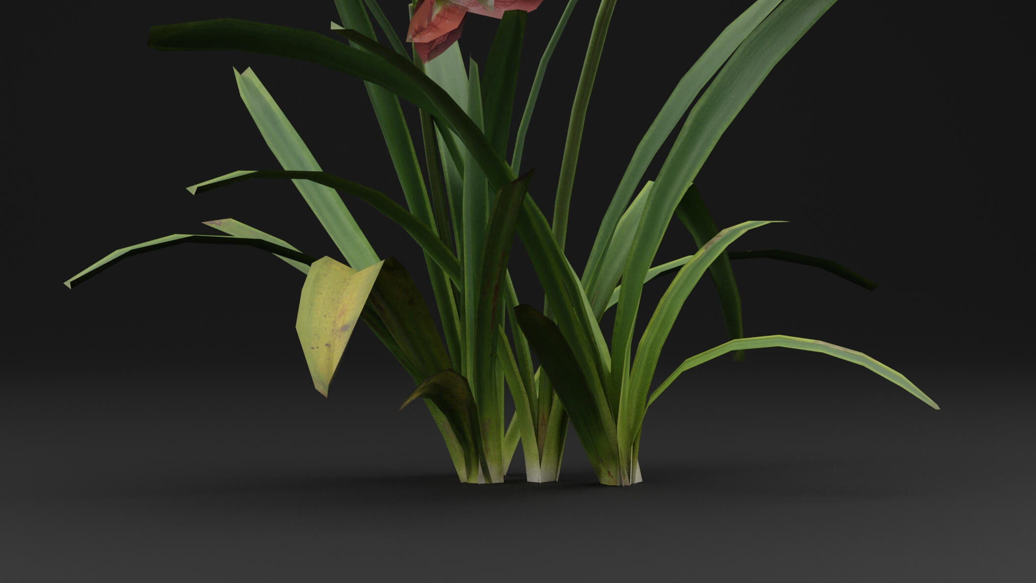 Amaryllis Plant - 3D Model by Green Lander