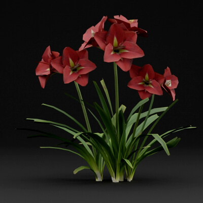 Amaryllis Plant - 3D Model by Green Lander