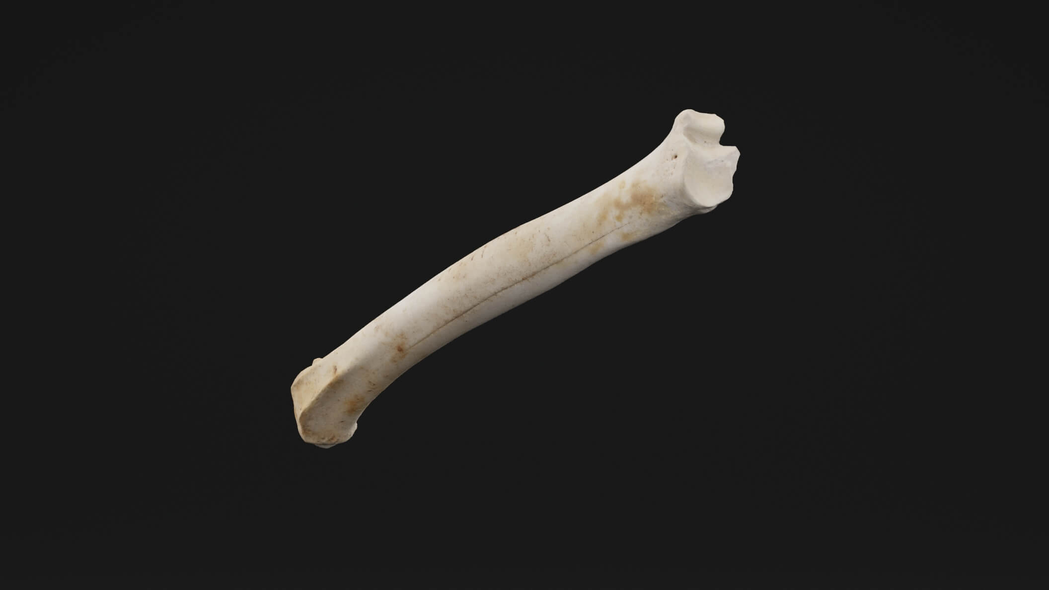 Animal Leg Bone - Free 3D Model by Green Lander