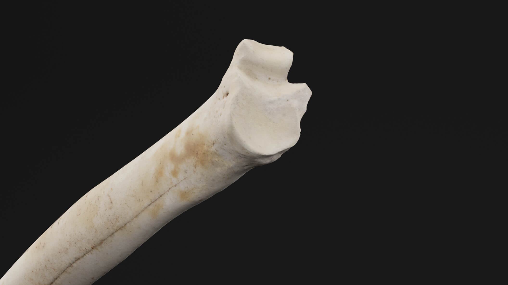 Animal Leg Bone - Free 3D Model by Green Lander