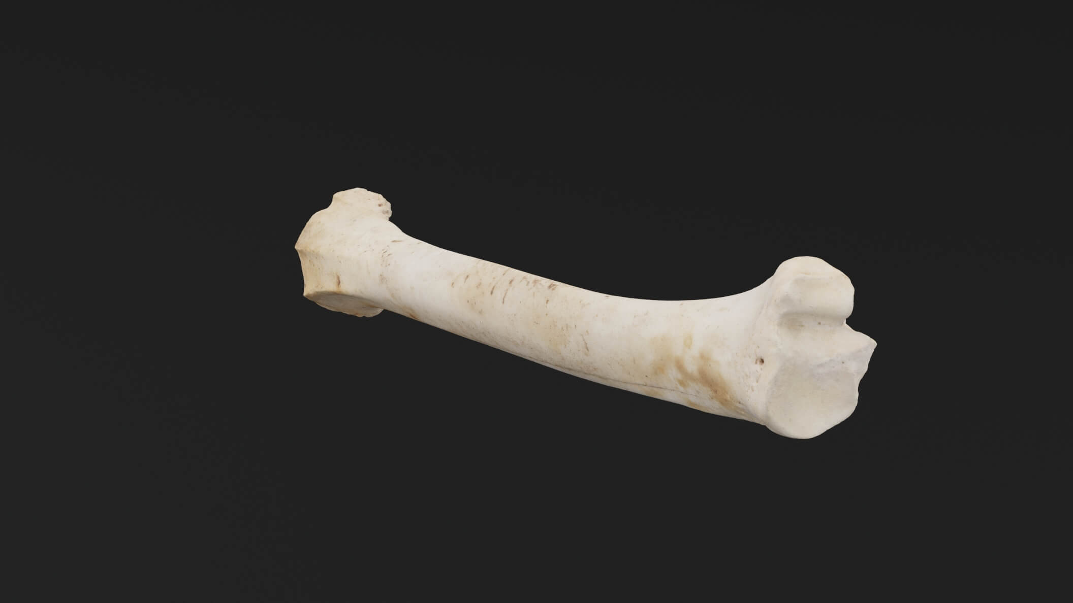 Animal Leg Bone - Free 3D Model by Green Lander