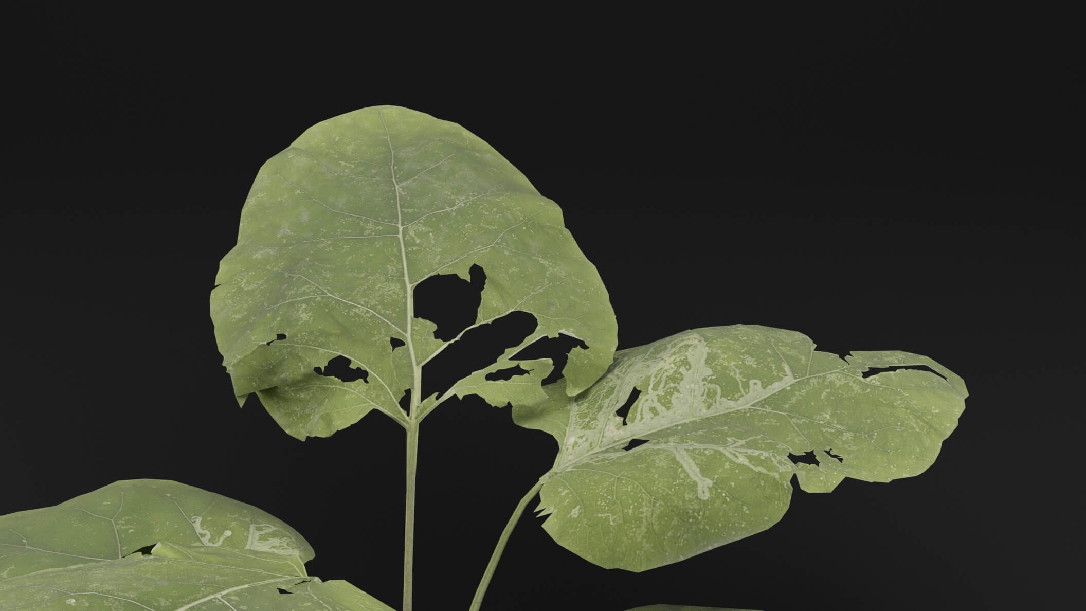 Arctium Lappa Plant - 3D Model by Green Lander