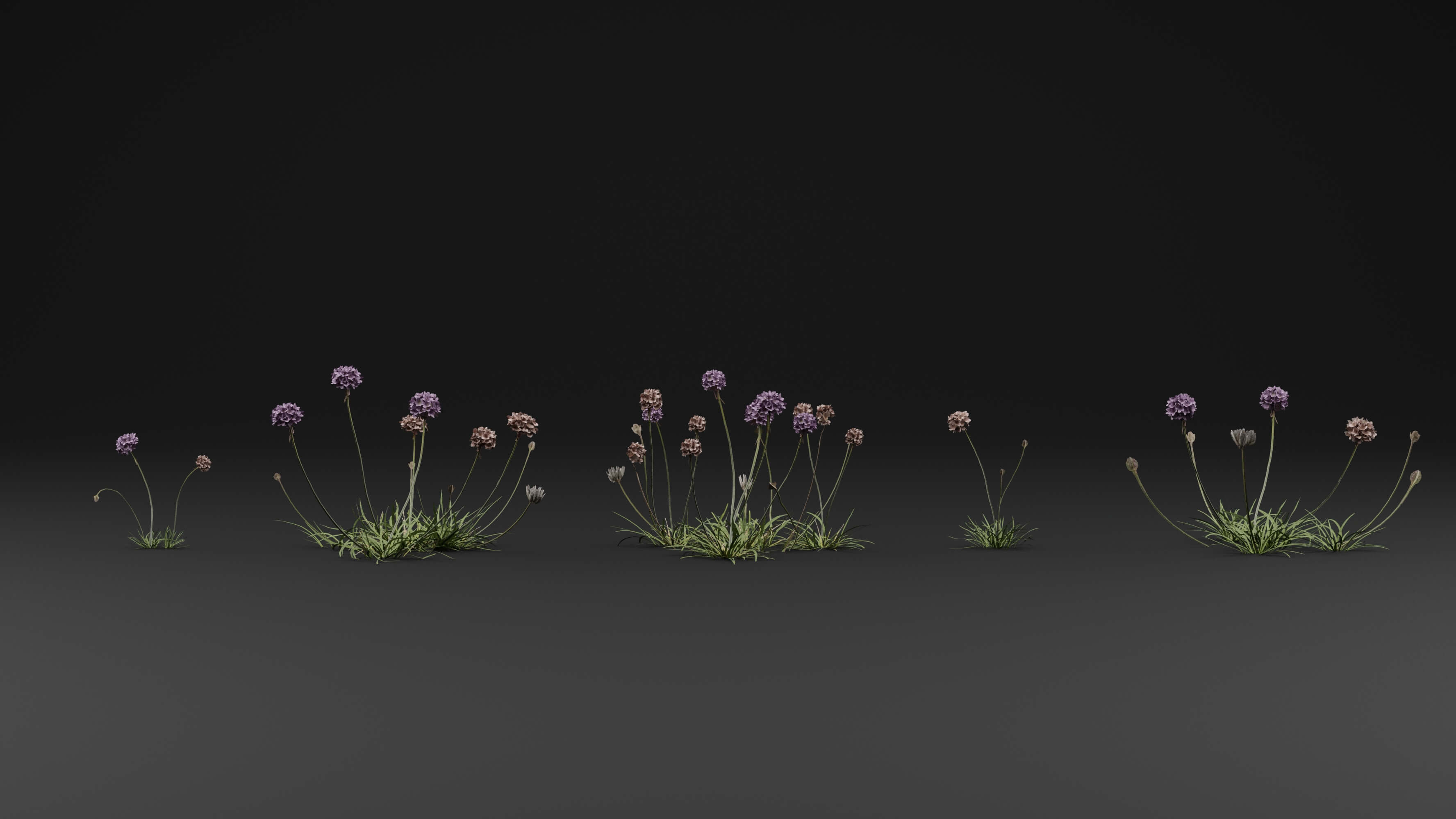 Armeria Maritima Plant - 3D Model by Green Lander