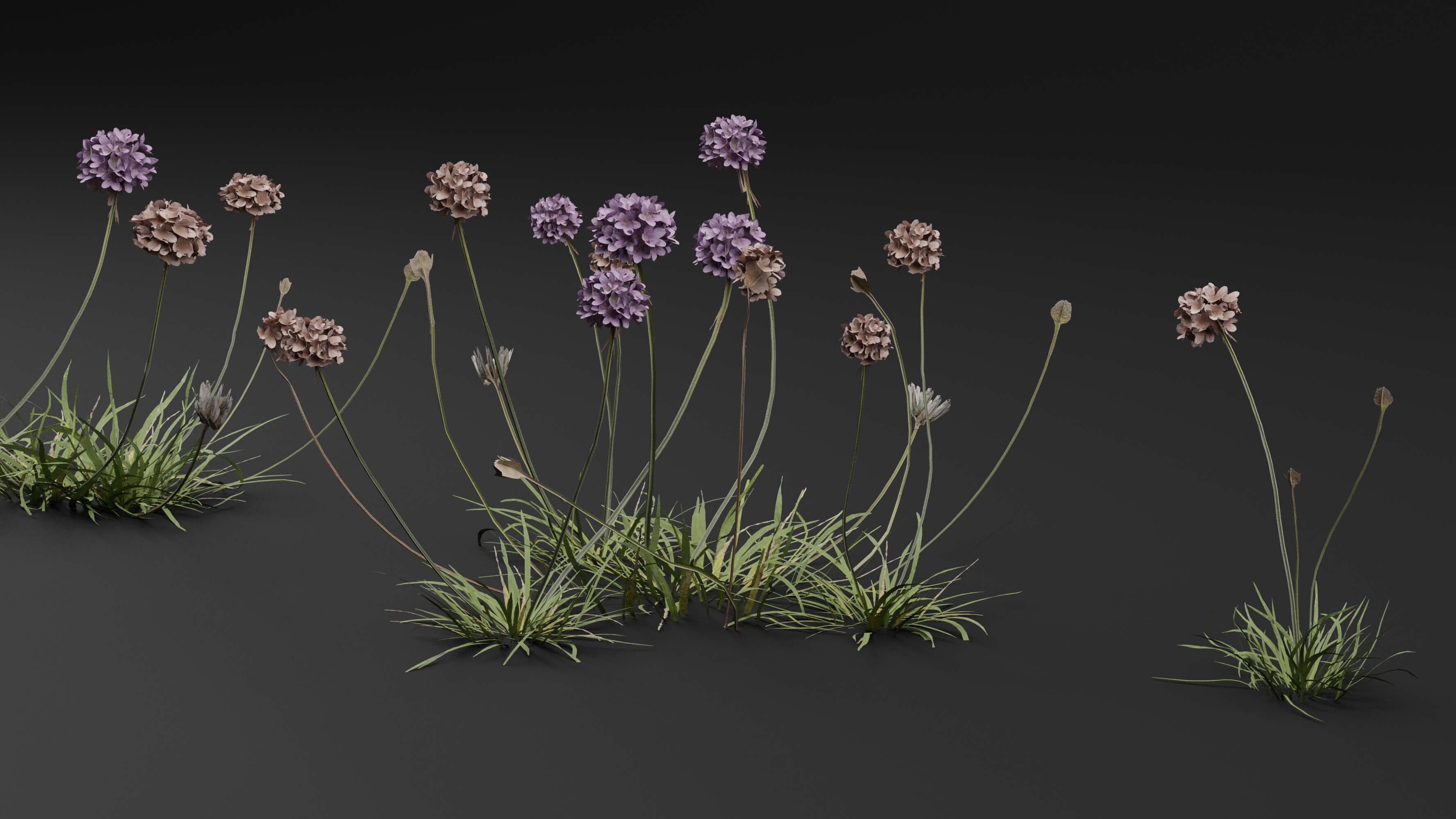 Armeria Maritima Plant - 3D Model by Green Lander