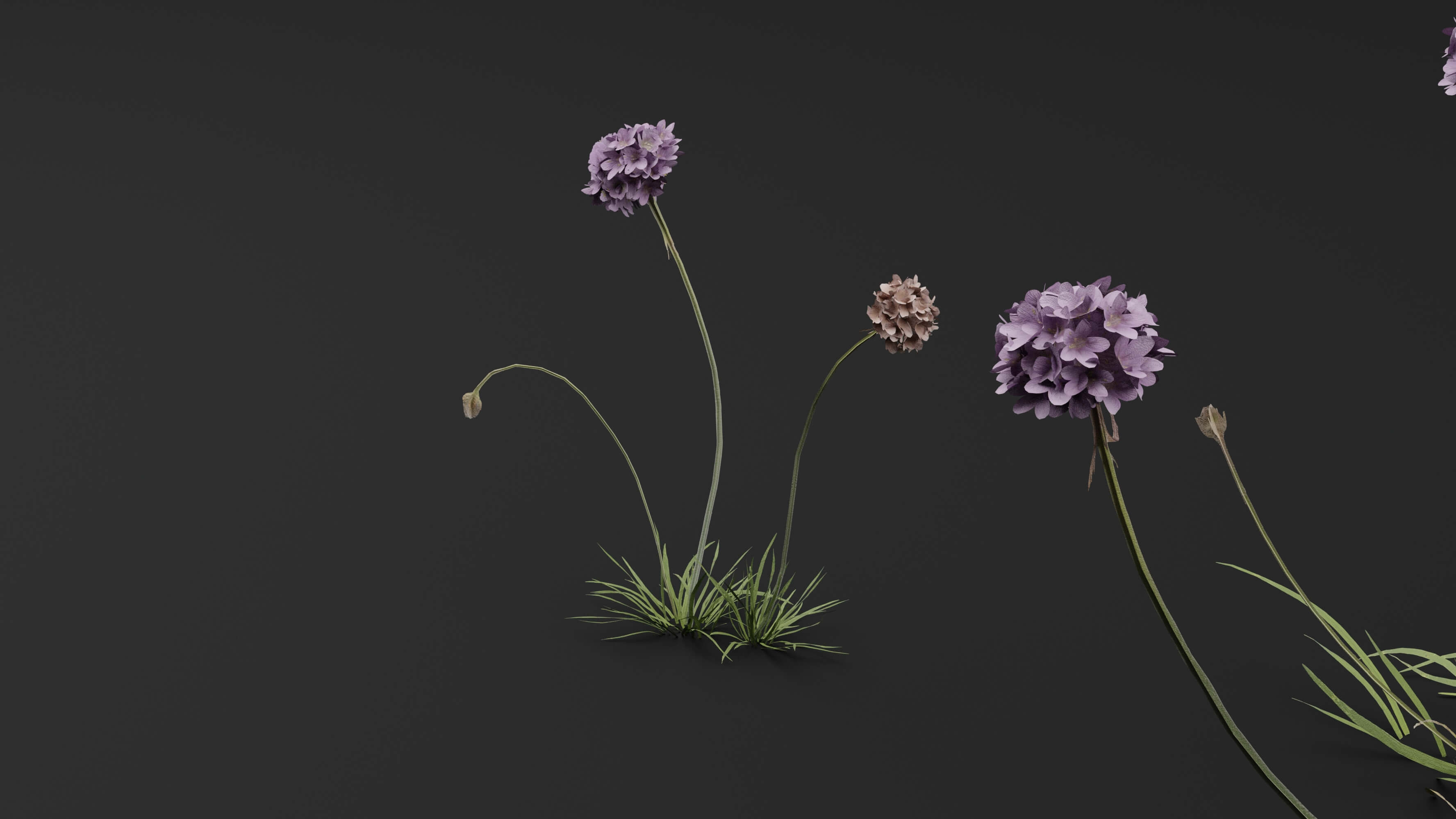 Armeria Maritima Plant - 3D Model by Green Lander