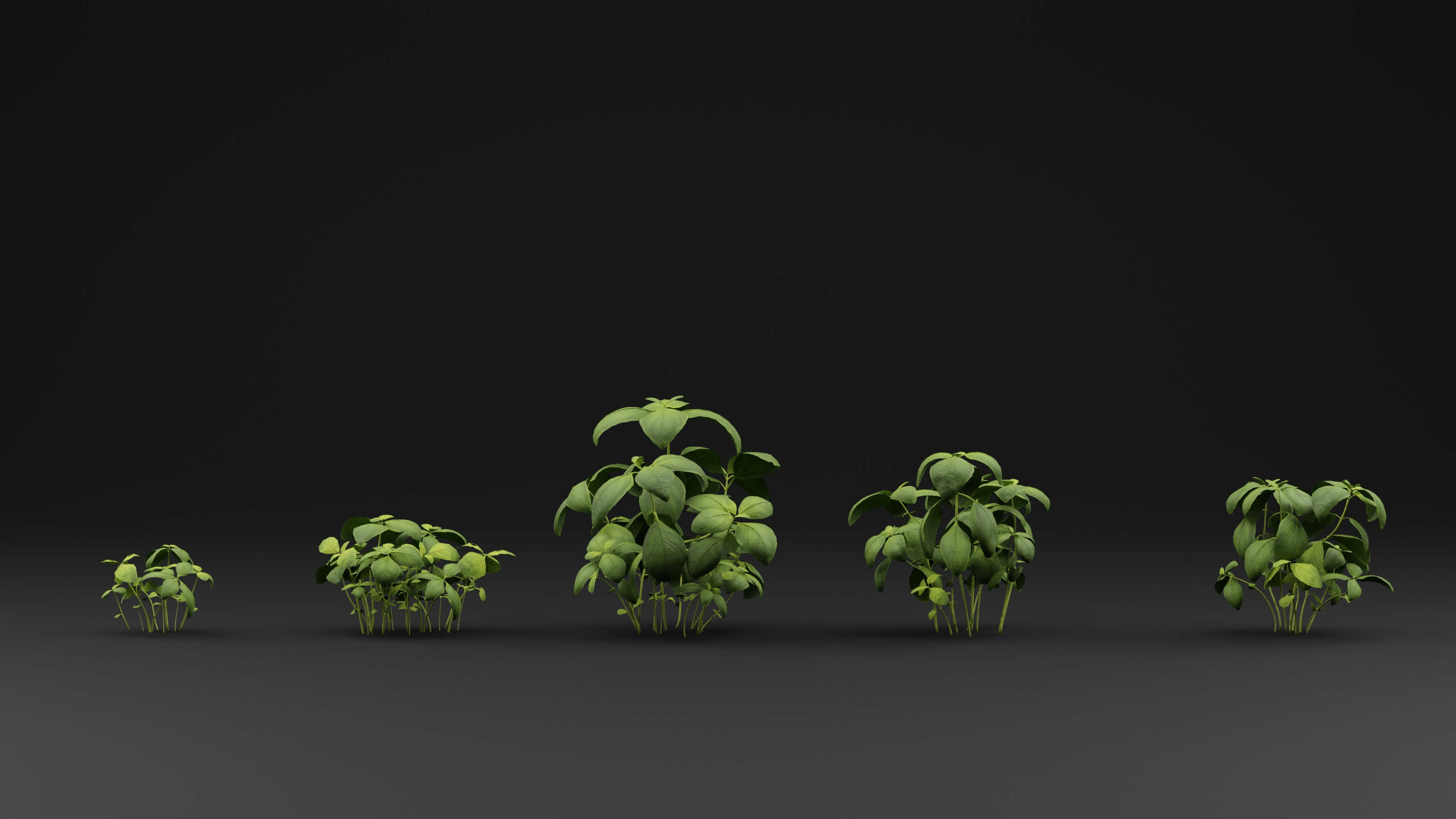 Basil Herbs Plant - 3D Model by Green Lander