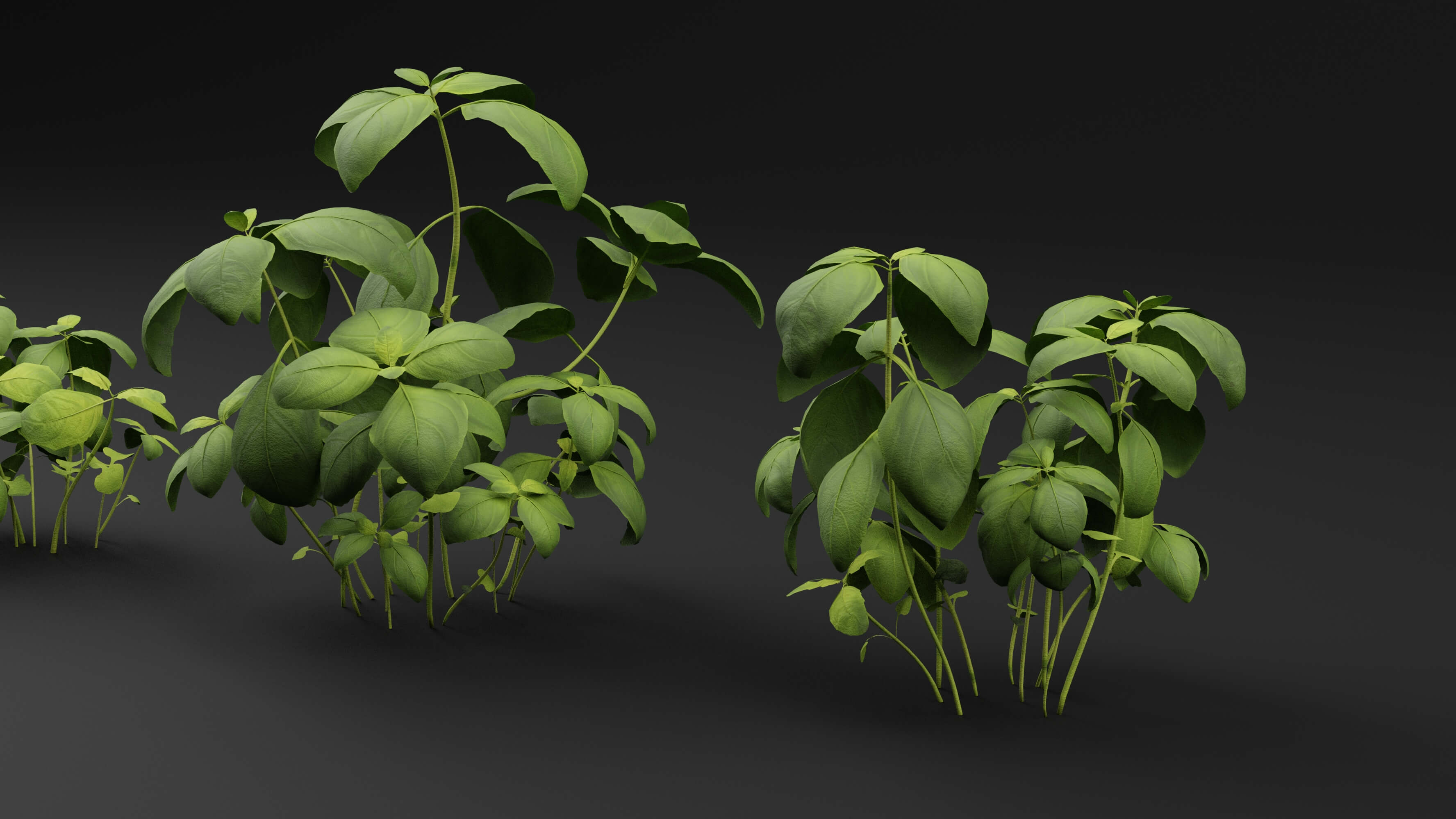 Basil Herbs Plant - 3D Model by Green Lander