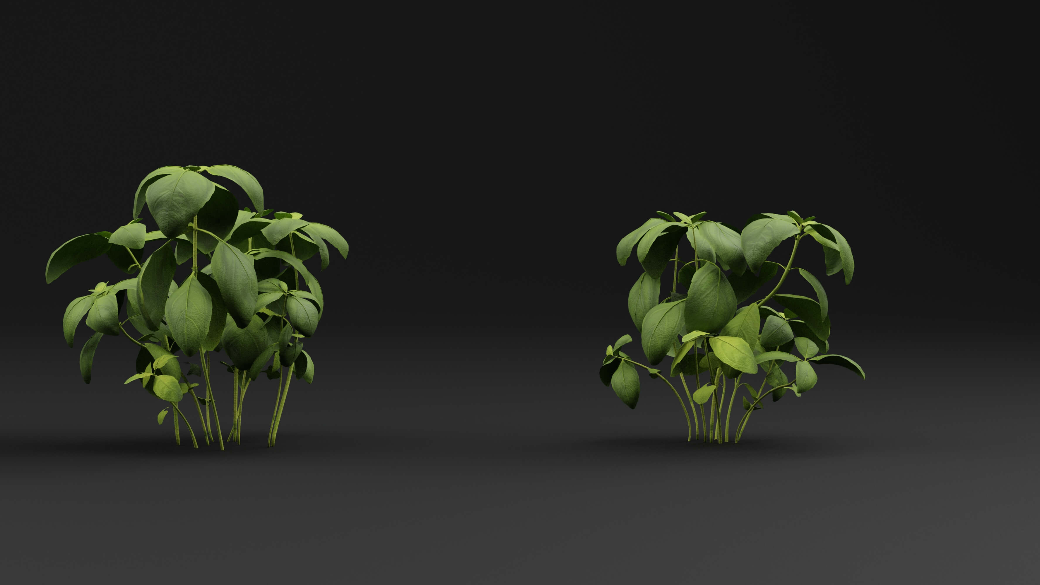 Basil Herbs Plant - 3D Model by Green Lander