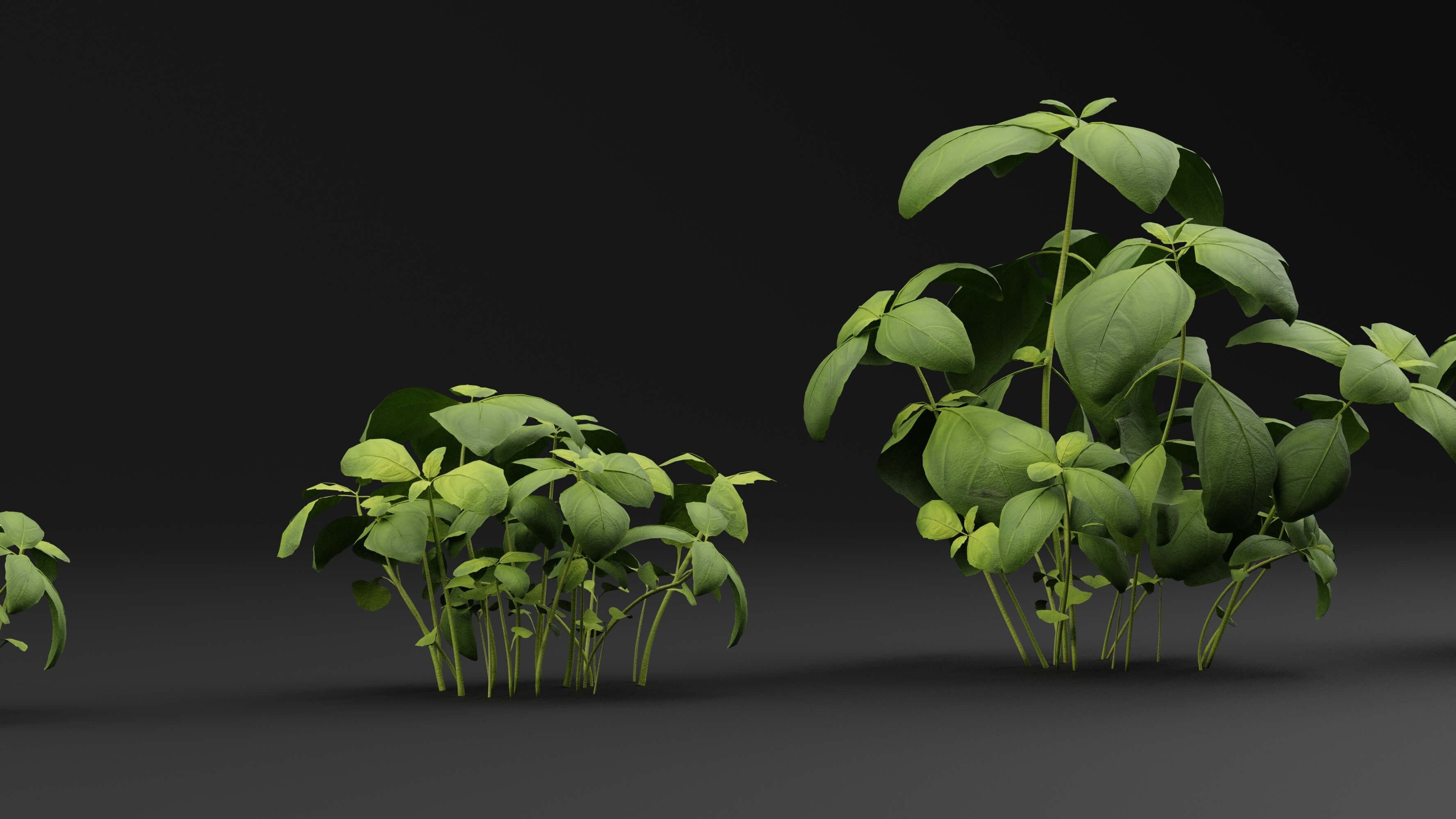 Basil Herbs Plant - 3D Model by Green Lander