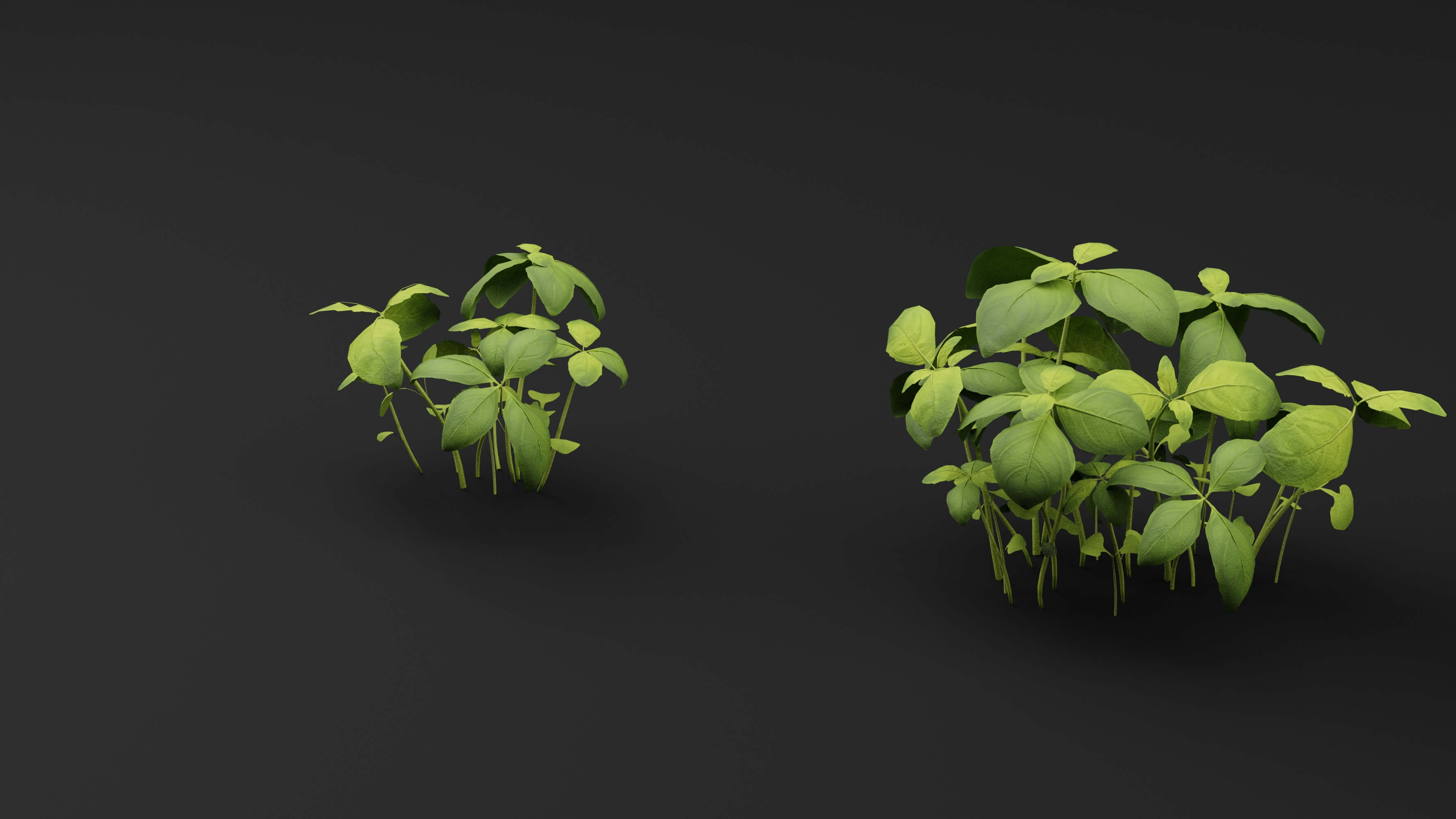 Basil Herbs Plant - 3D Model by Green Lander