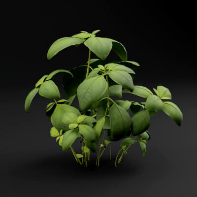 Basil Herbs Plant - 3D Model by Green Lander