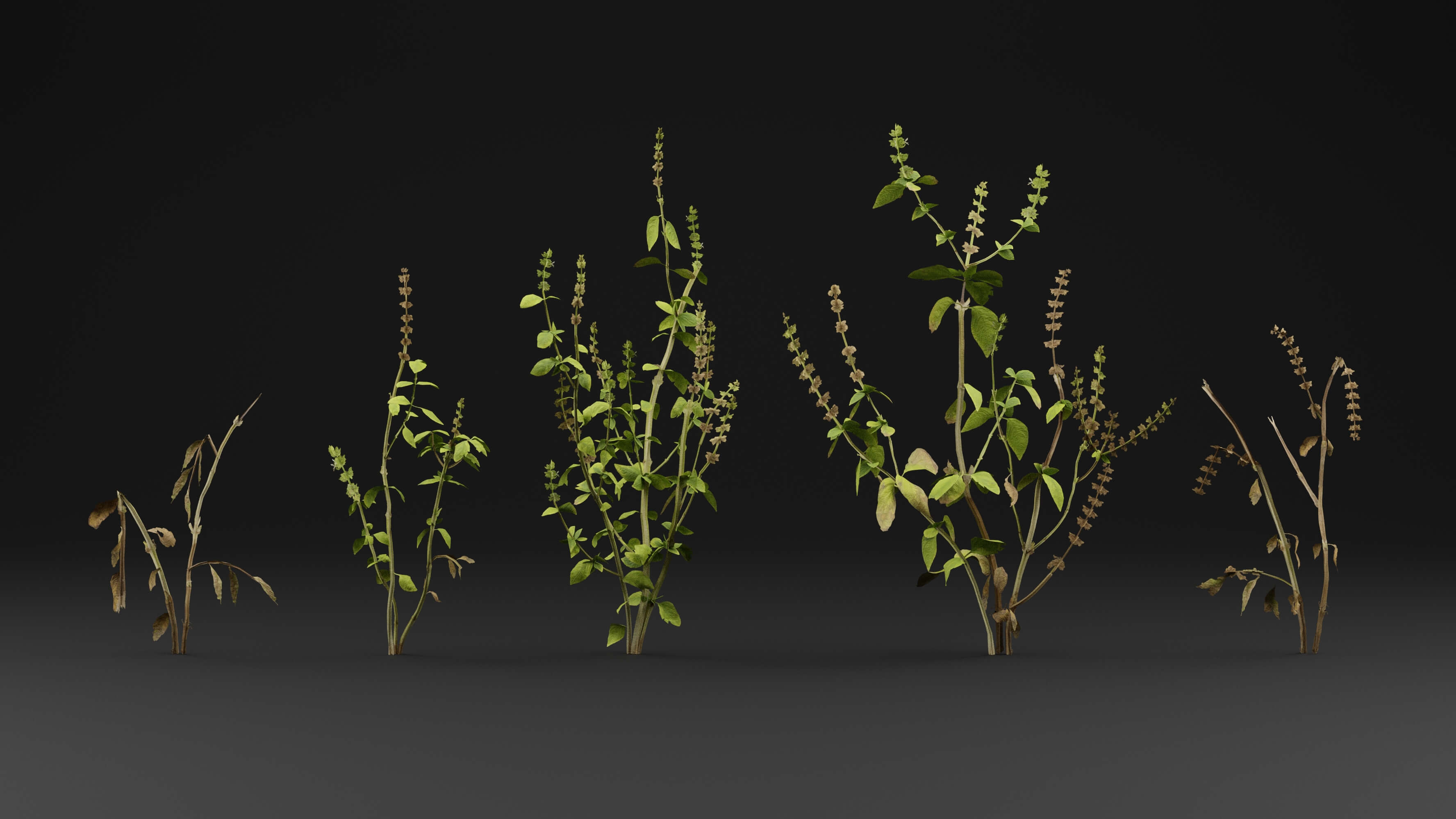 Basil Herbs Plant - 3D Model by Green Lander