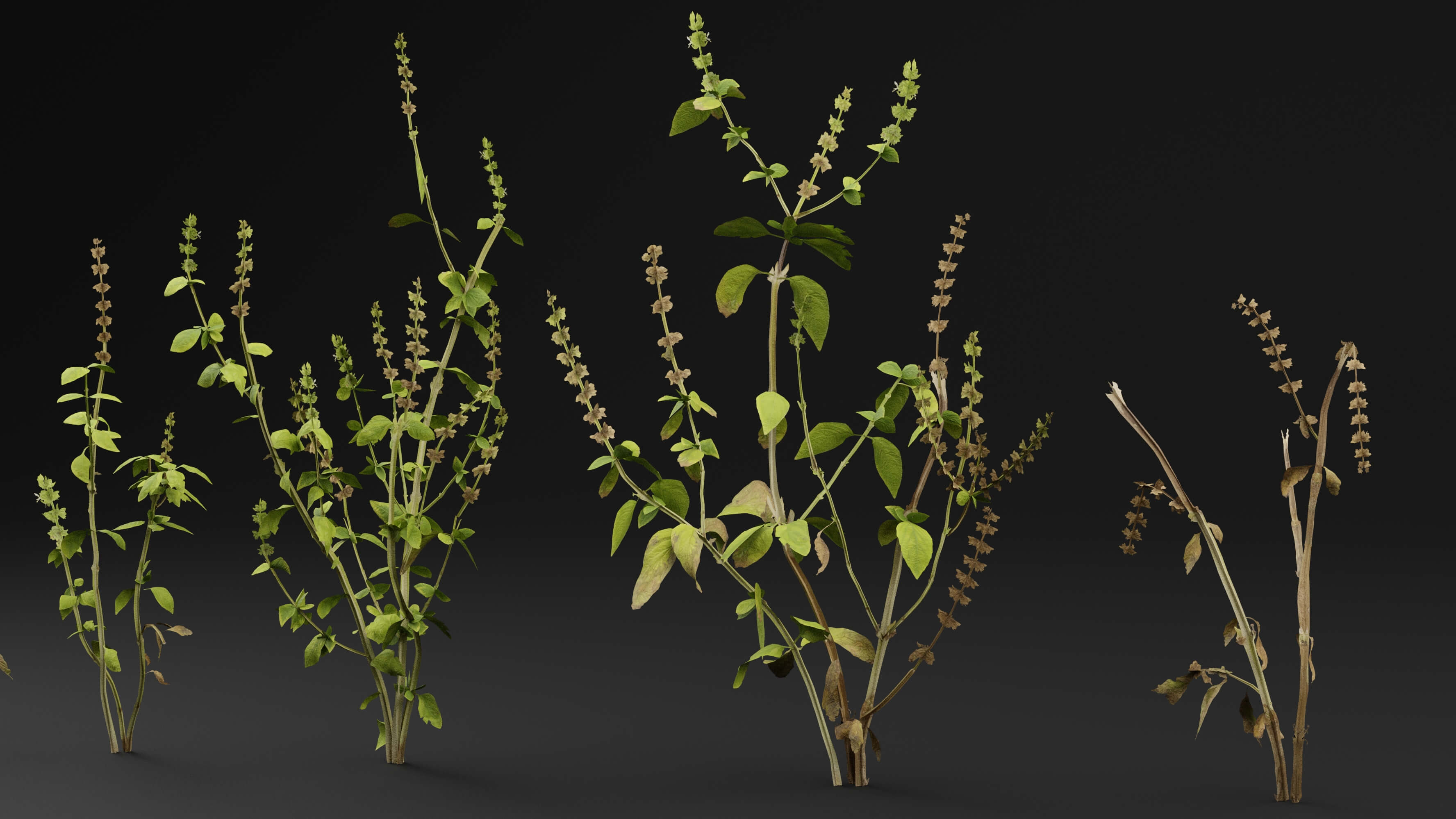 Basil Herbs Plant - 3D Model by Green Lander