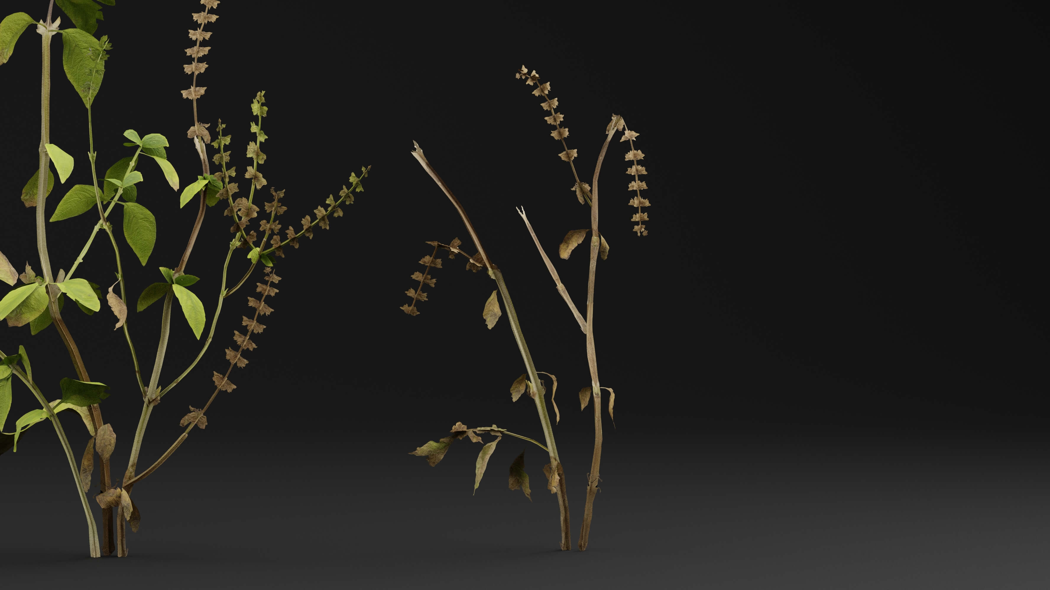 Basil Herbs Plant - 3D Model by Green Lander