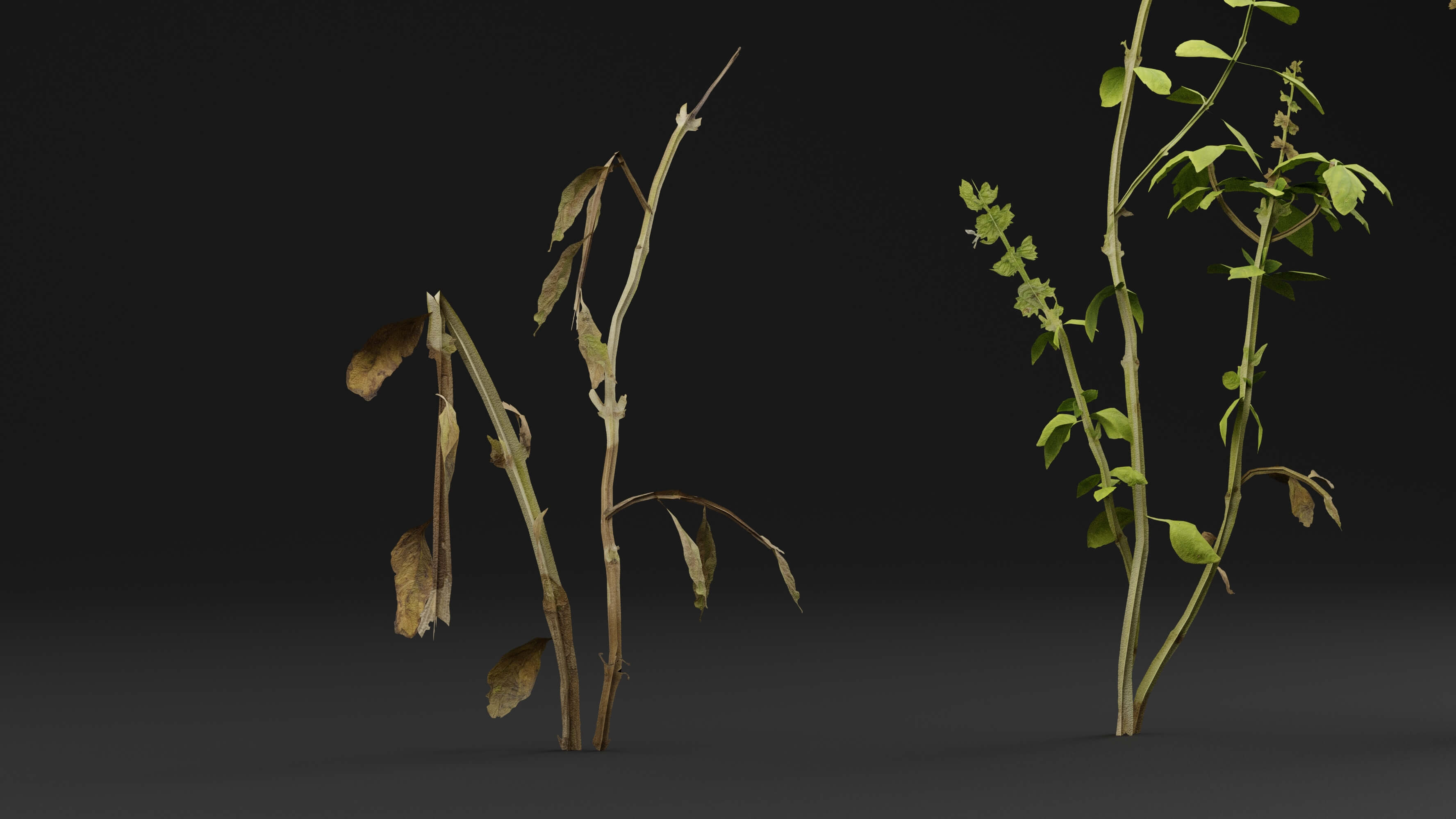 Basil Herbs Plant - 3D Model by Green Lander