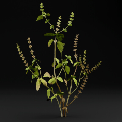 Dae 3D Models | Plants | RenderHub