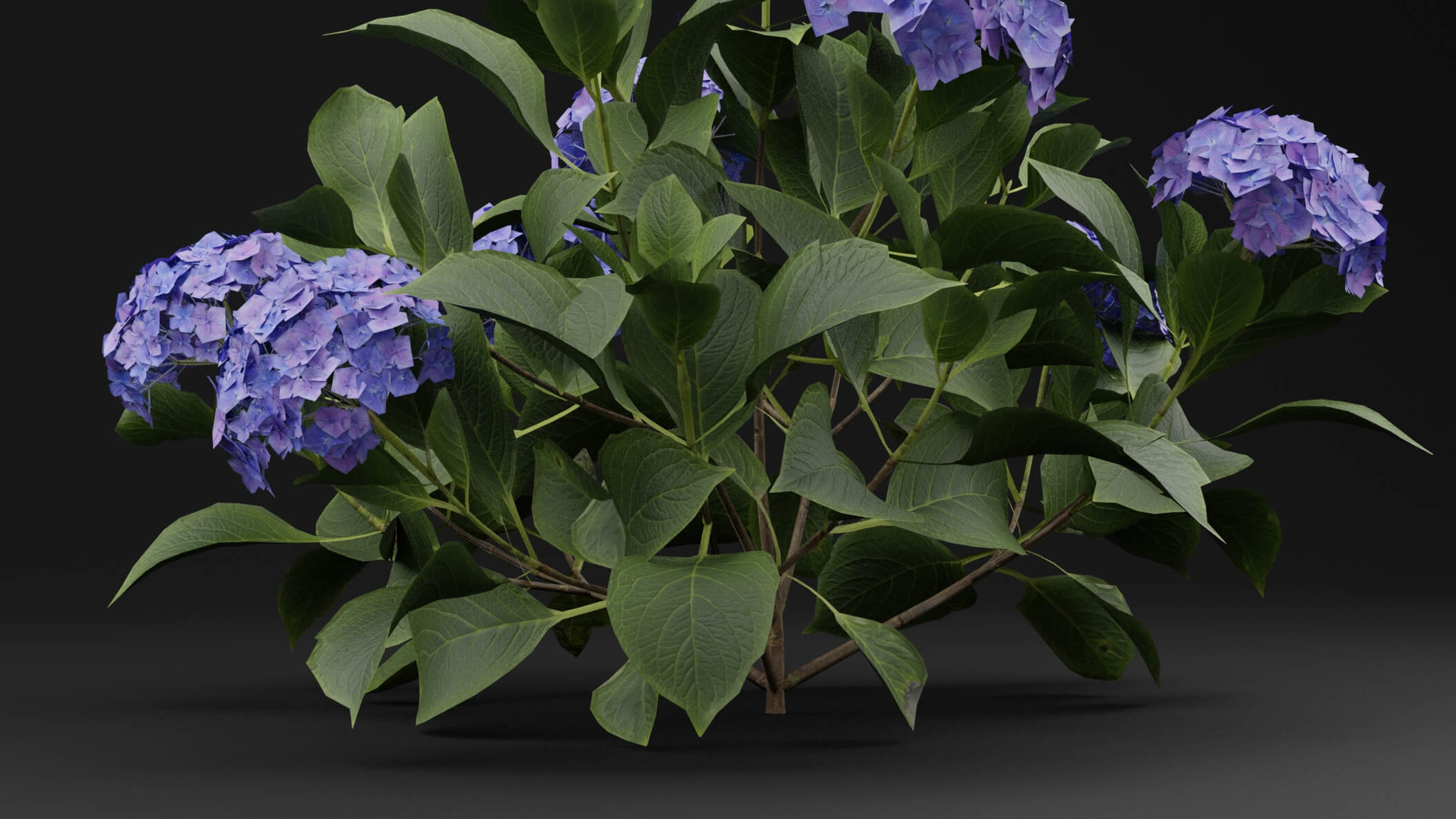 Bigleaf Hydrangea - 3D Model by Green Lander