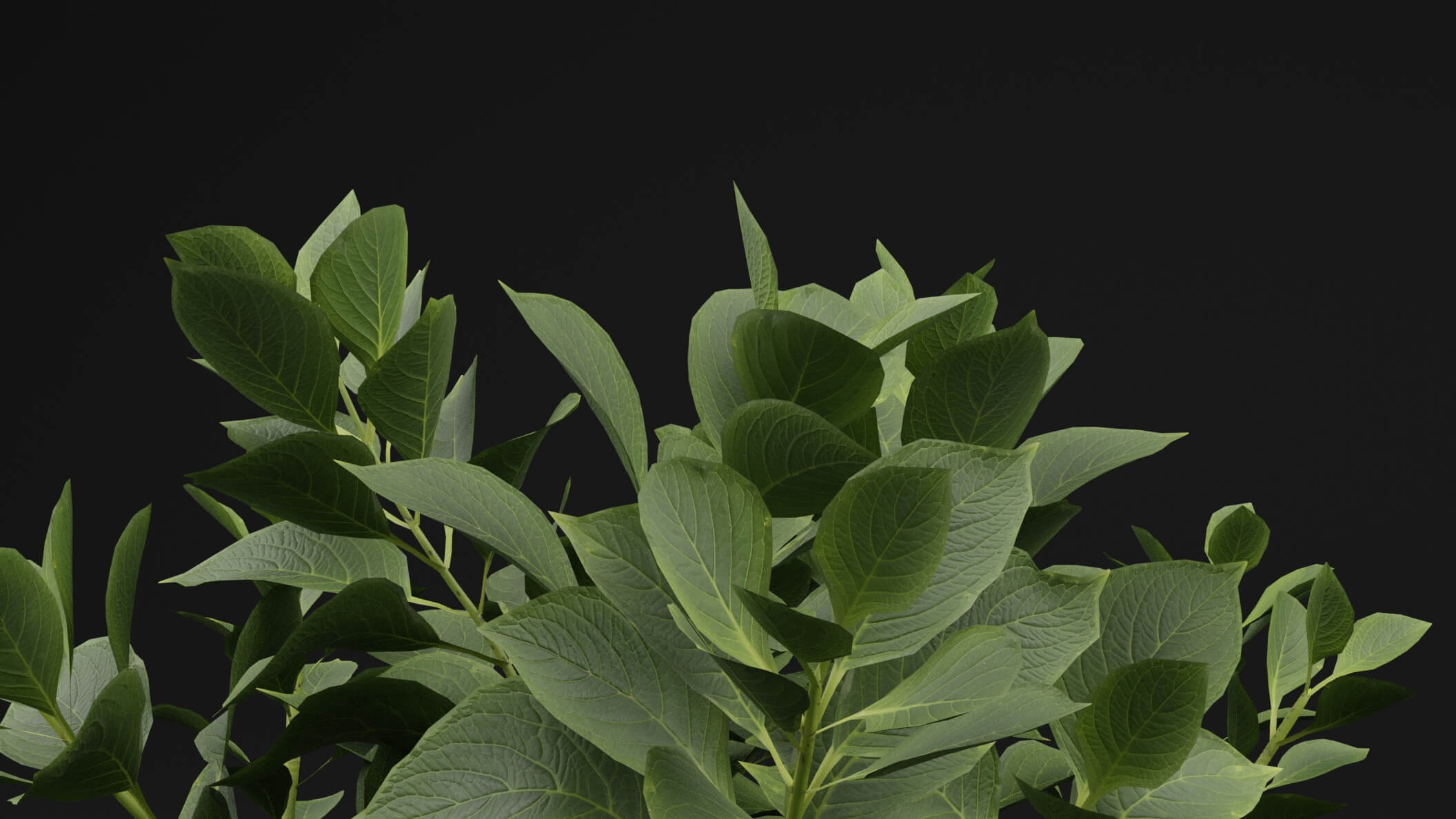 Bigleaf Hydrangea - 3D Model by Green Lander