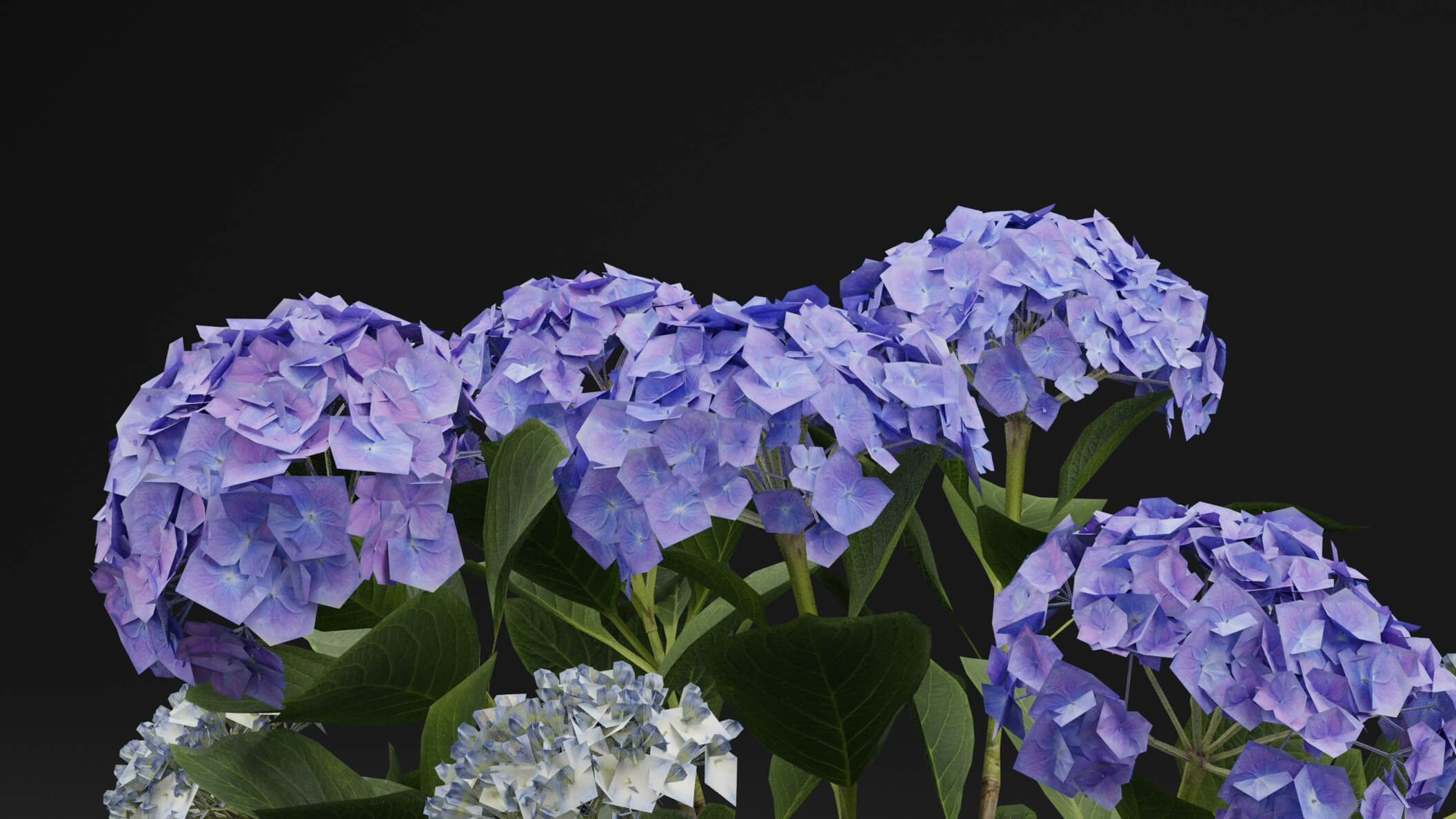 Bigleaf Hydrangea - 3D Model by Green Lander