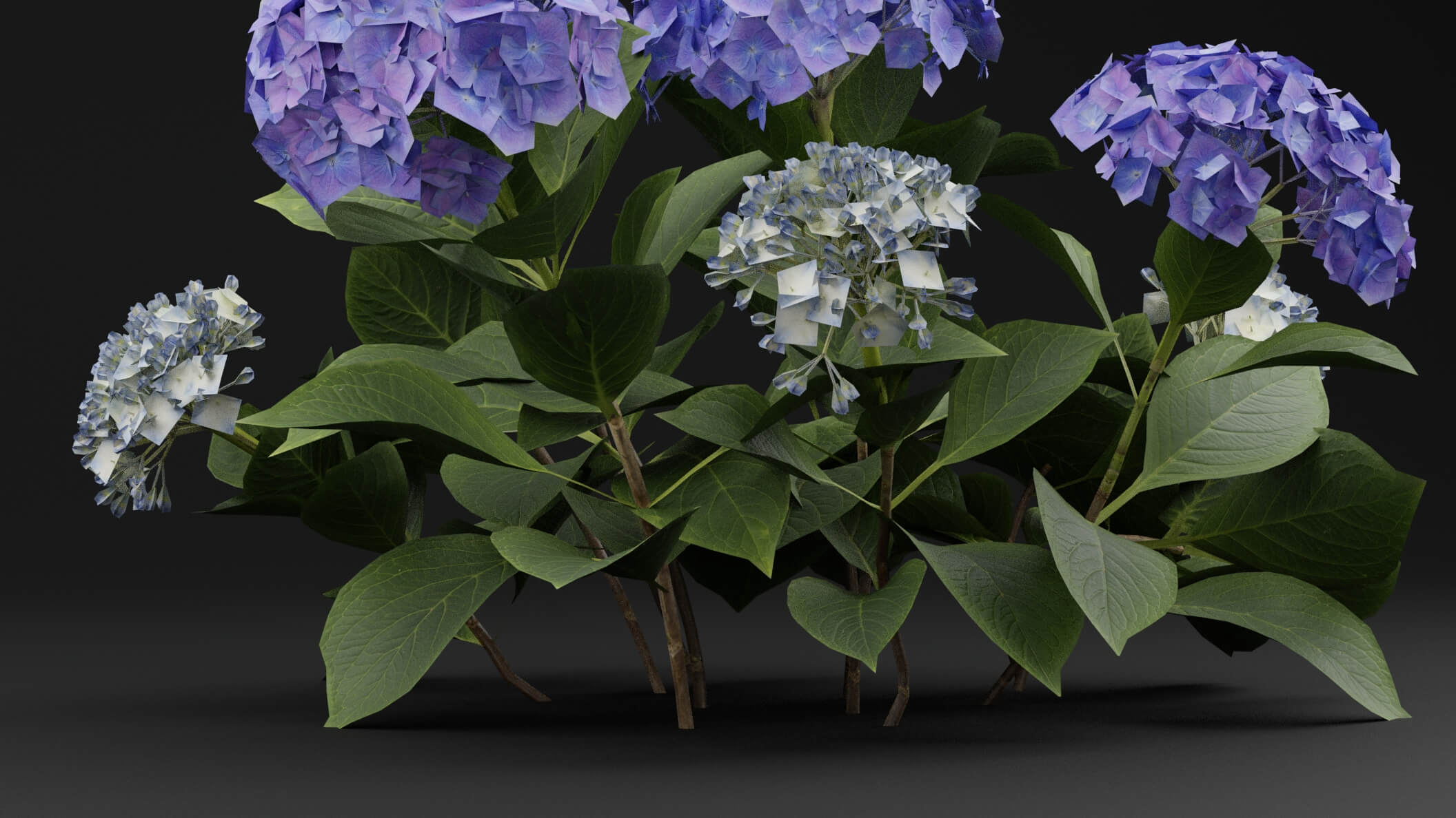 Bigleaf Hydrangea - 3D Model by Green Lander