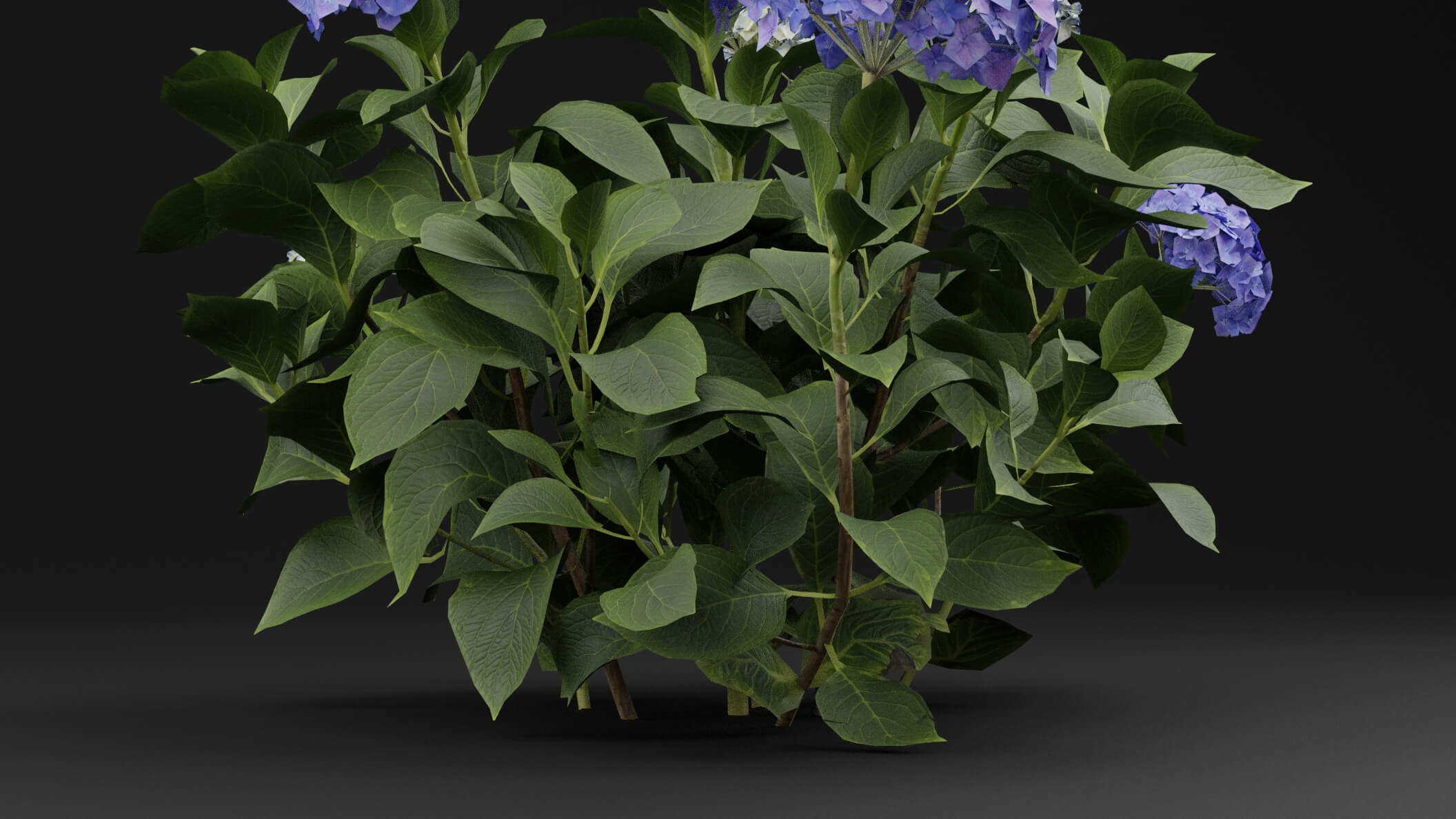 Bigleaf Hydrangea - Free 3D Model by Green Lander
