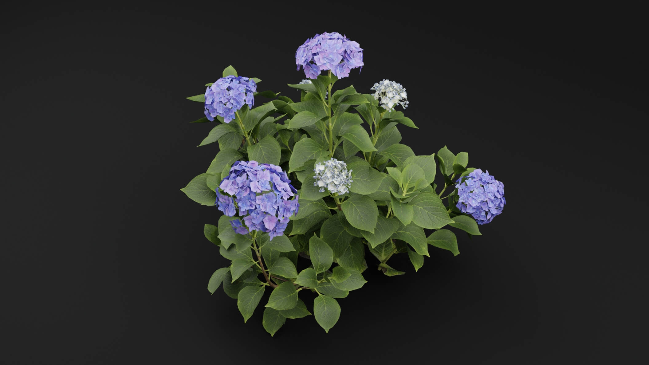 Bigleaf Hydrangea - 3D Model by Green Lander