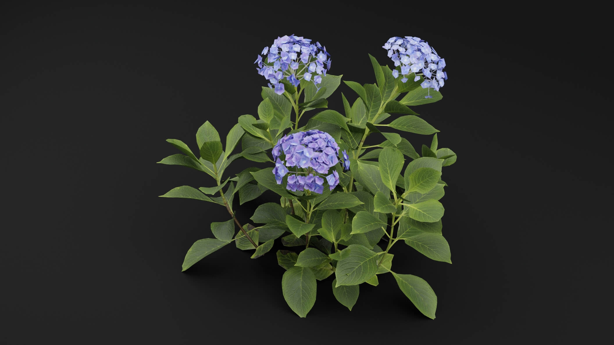 Bigleaf Hydrangea - 3D Model by Green Lander