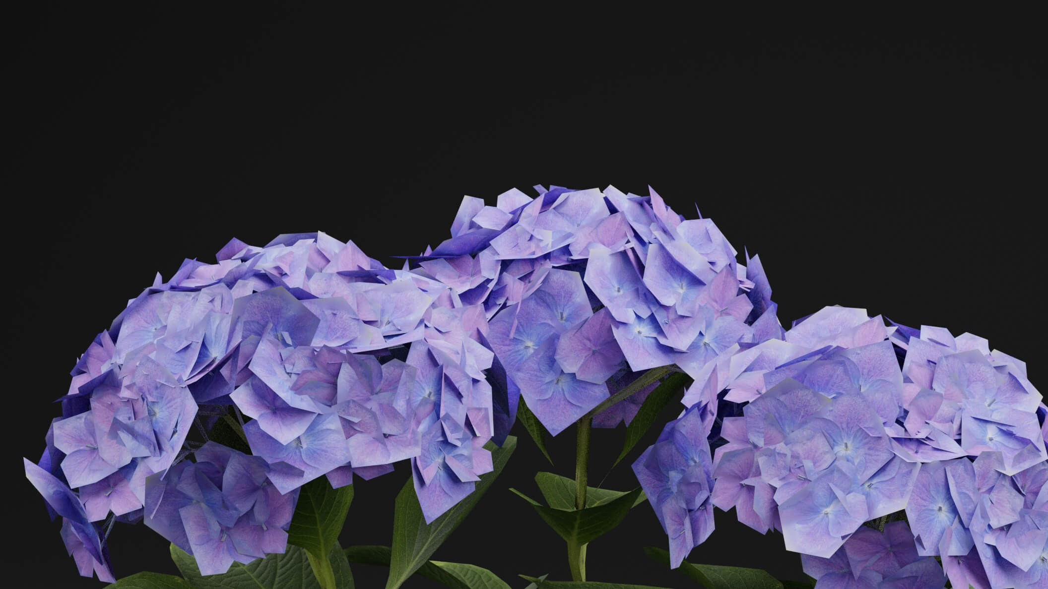 Bigleaf Hydrangea - Free 3D Model by Green Lander