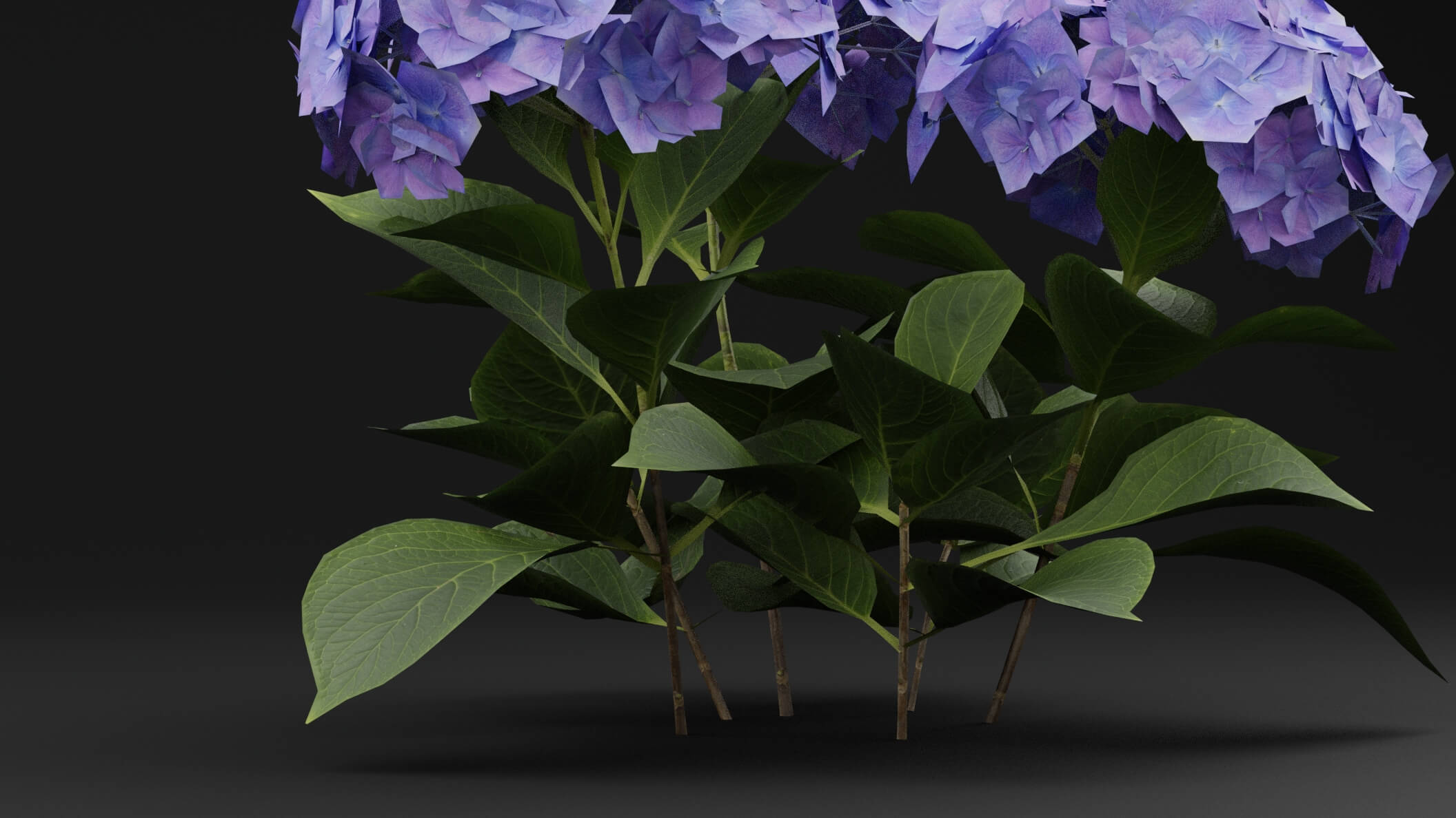Bigleaf Hydrangea - Free 3D Model by Green Lander