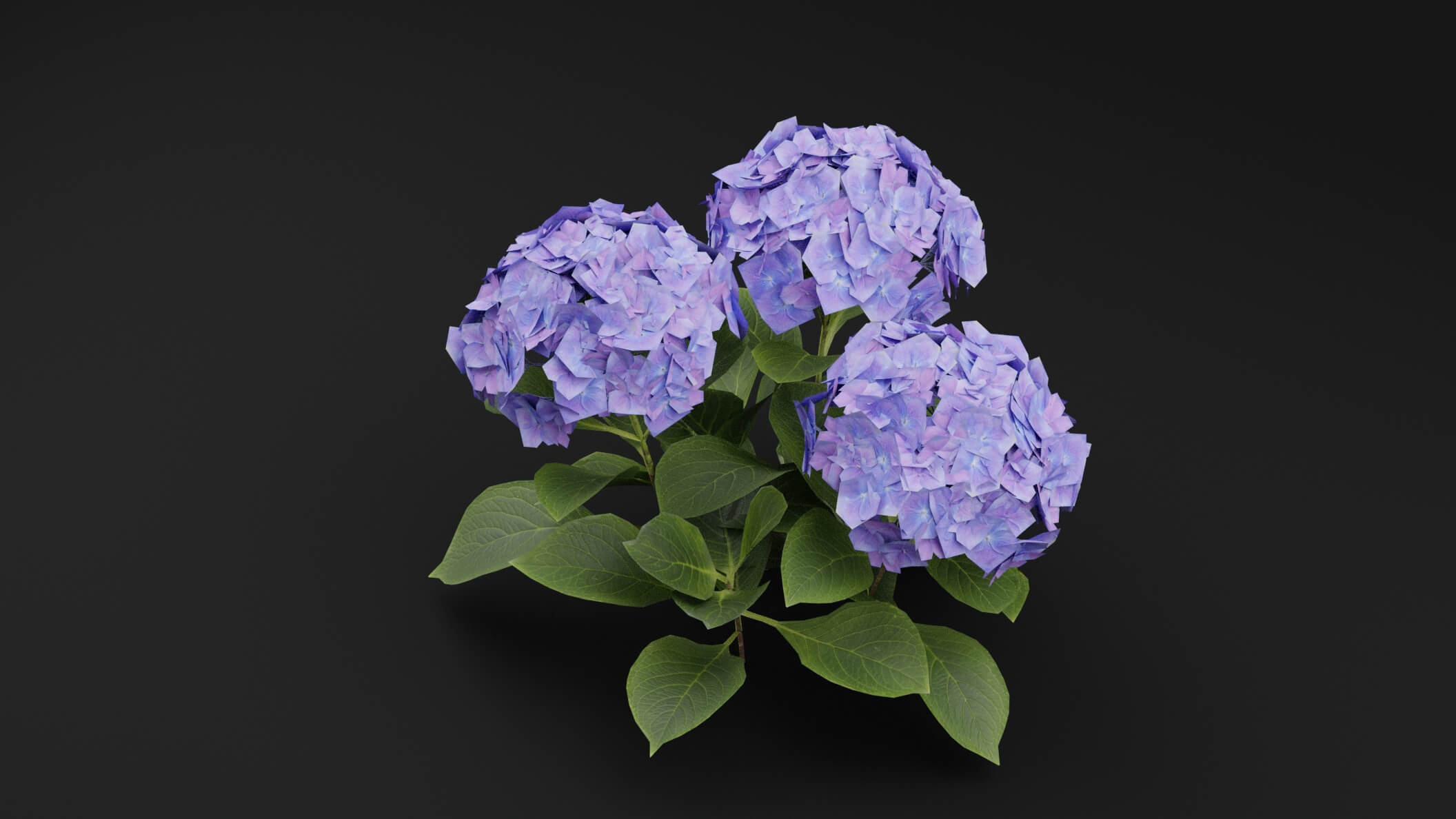 Bigleaf Hydrangea - Free 3D Model by Green Lander