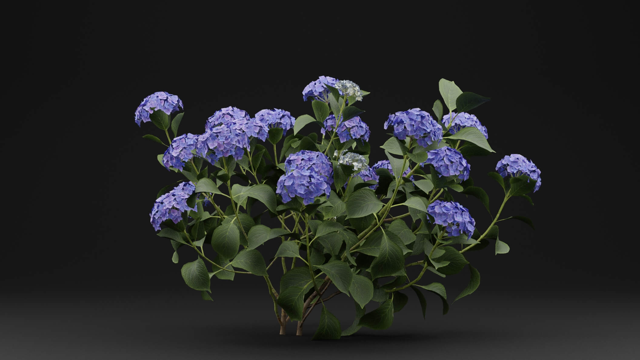 Bigleaf Hydrangea - 3D Model by Green Lander