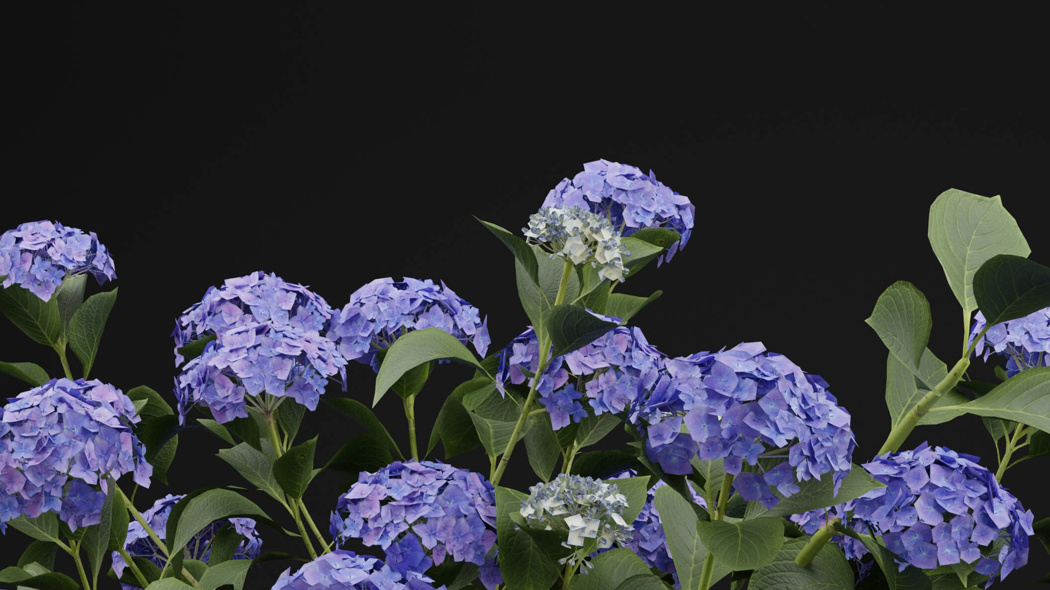 Bigleaf Hydrangea - 3D Model by Green Lander