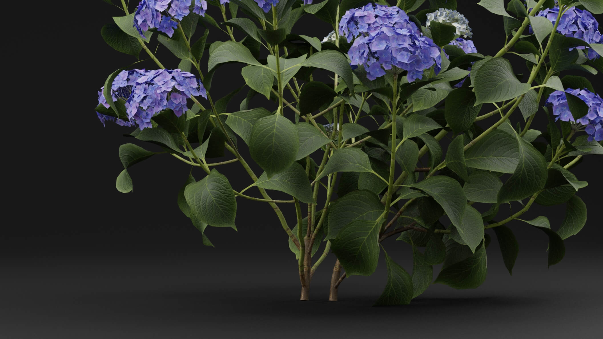 Bigleaf Hydrangea - 3D Model by Green Lander