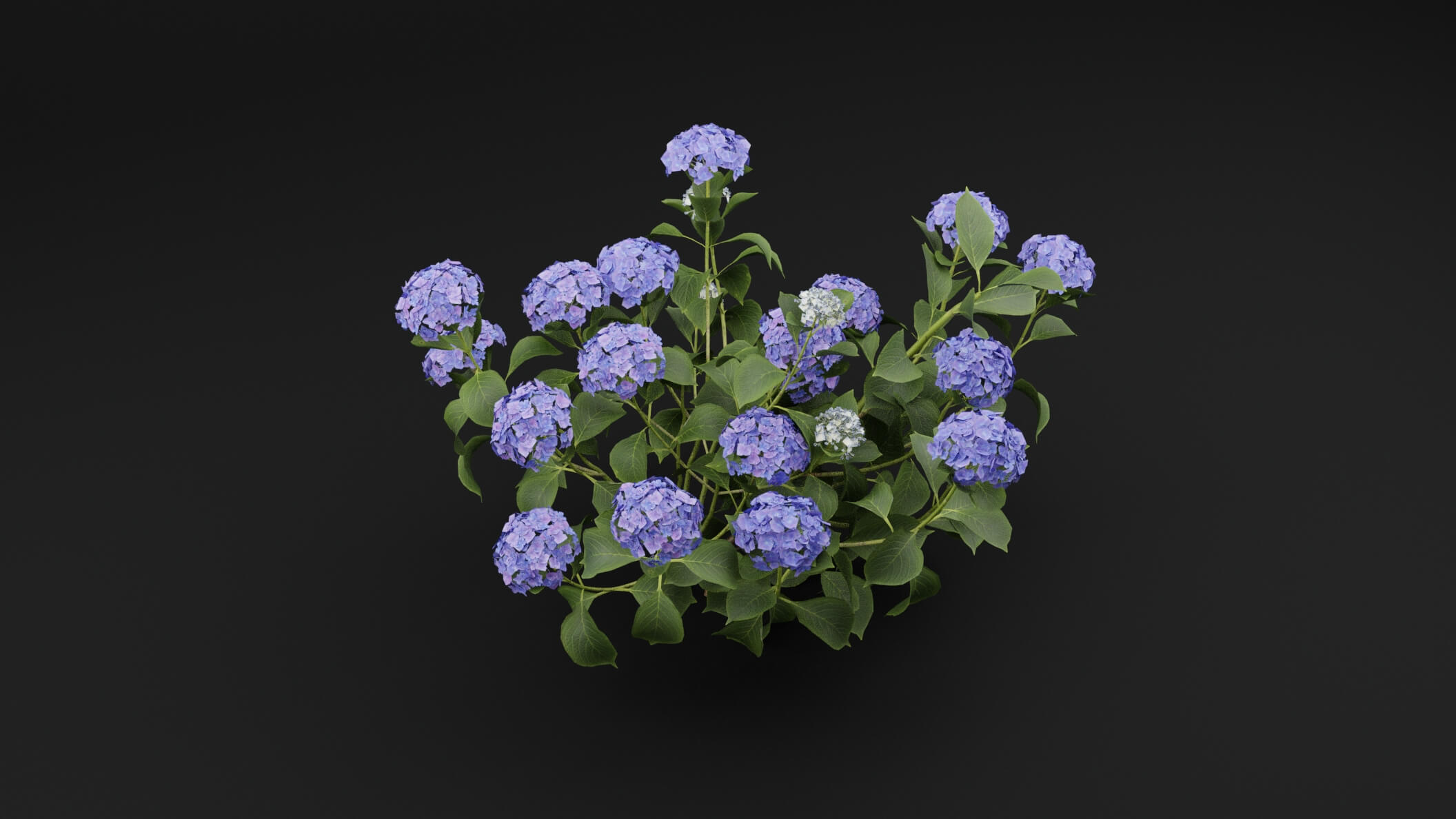 Bigleaf Hydrangea - 3D Model by Green Lander