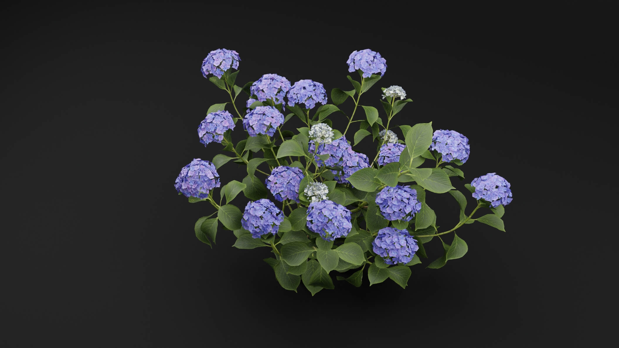 Bigleaf Hydrangea - 3D Model by Green Lander