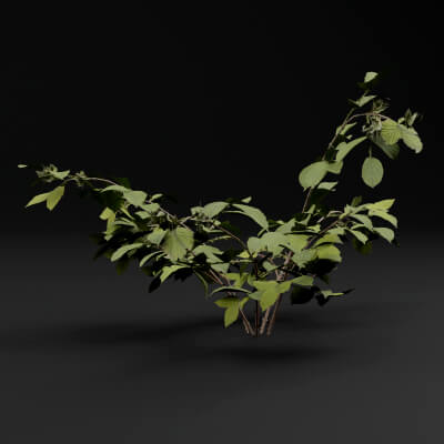 Dae 3D Models | Plants | RenderHub