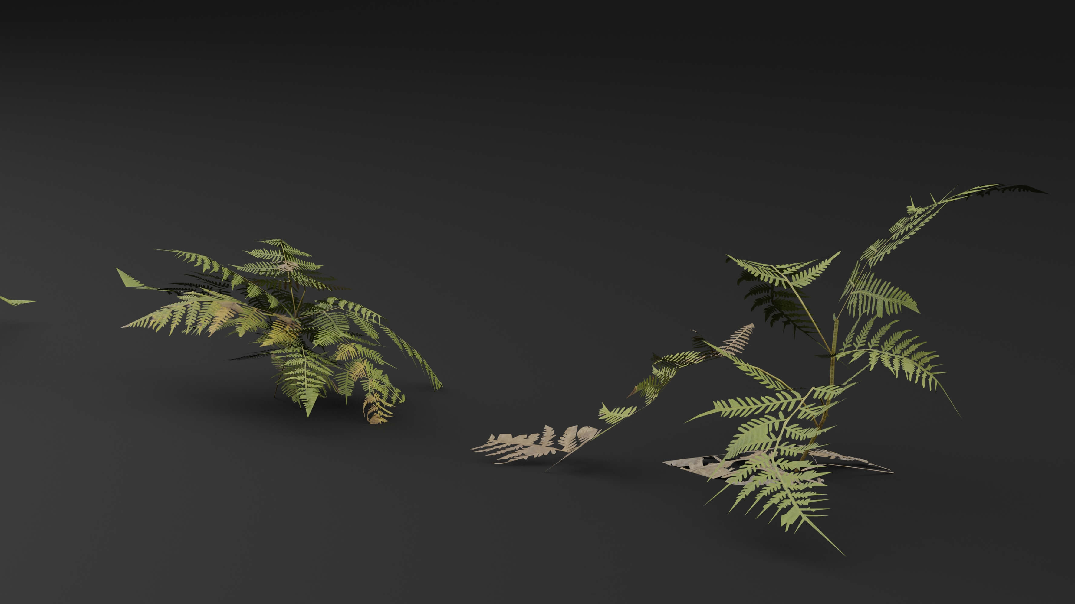 Bracken Fern Plant - 3D Model by Green Lander