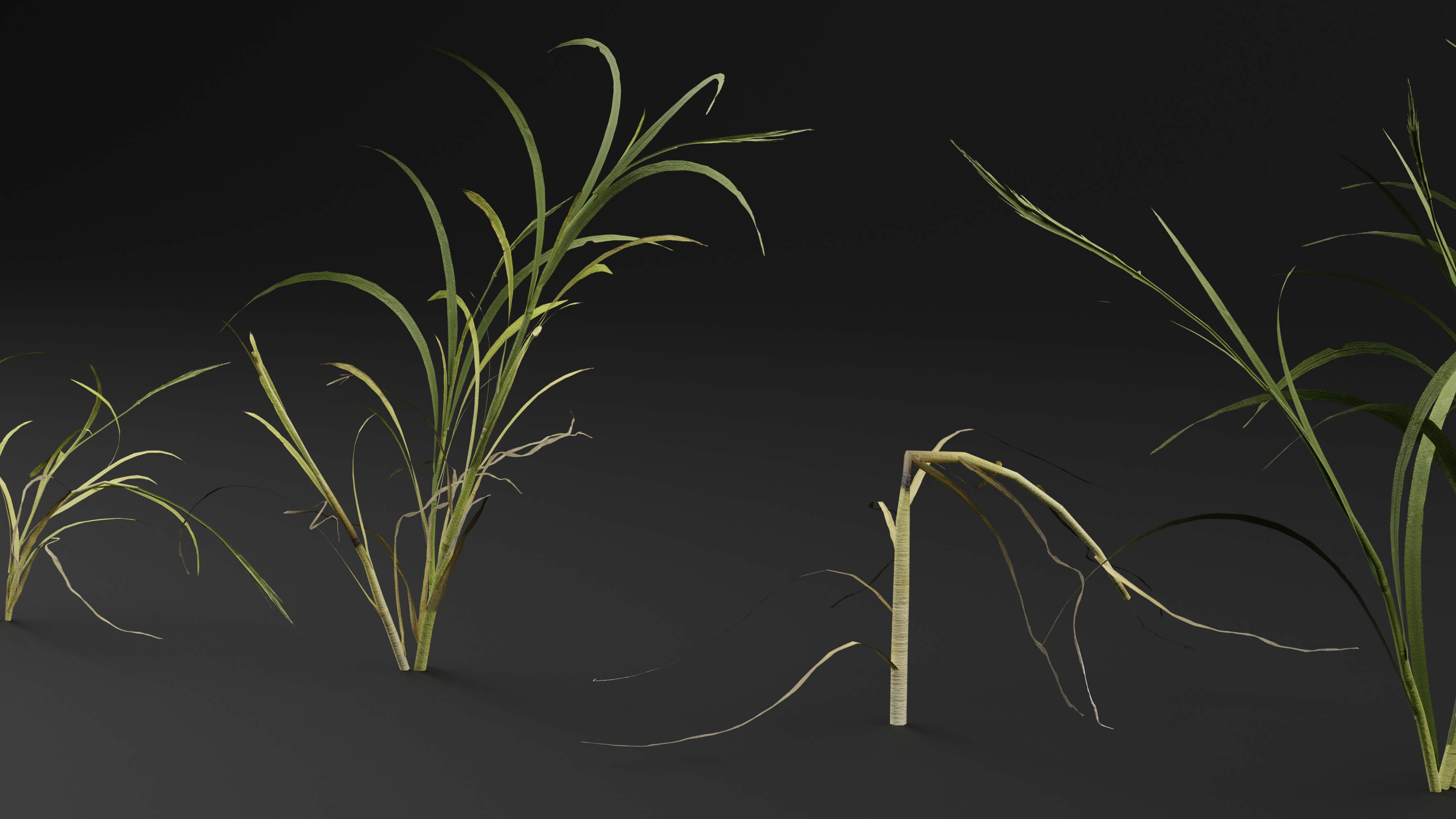Bromus Diandrus Plant - 3D Model by Green Lander