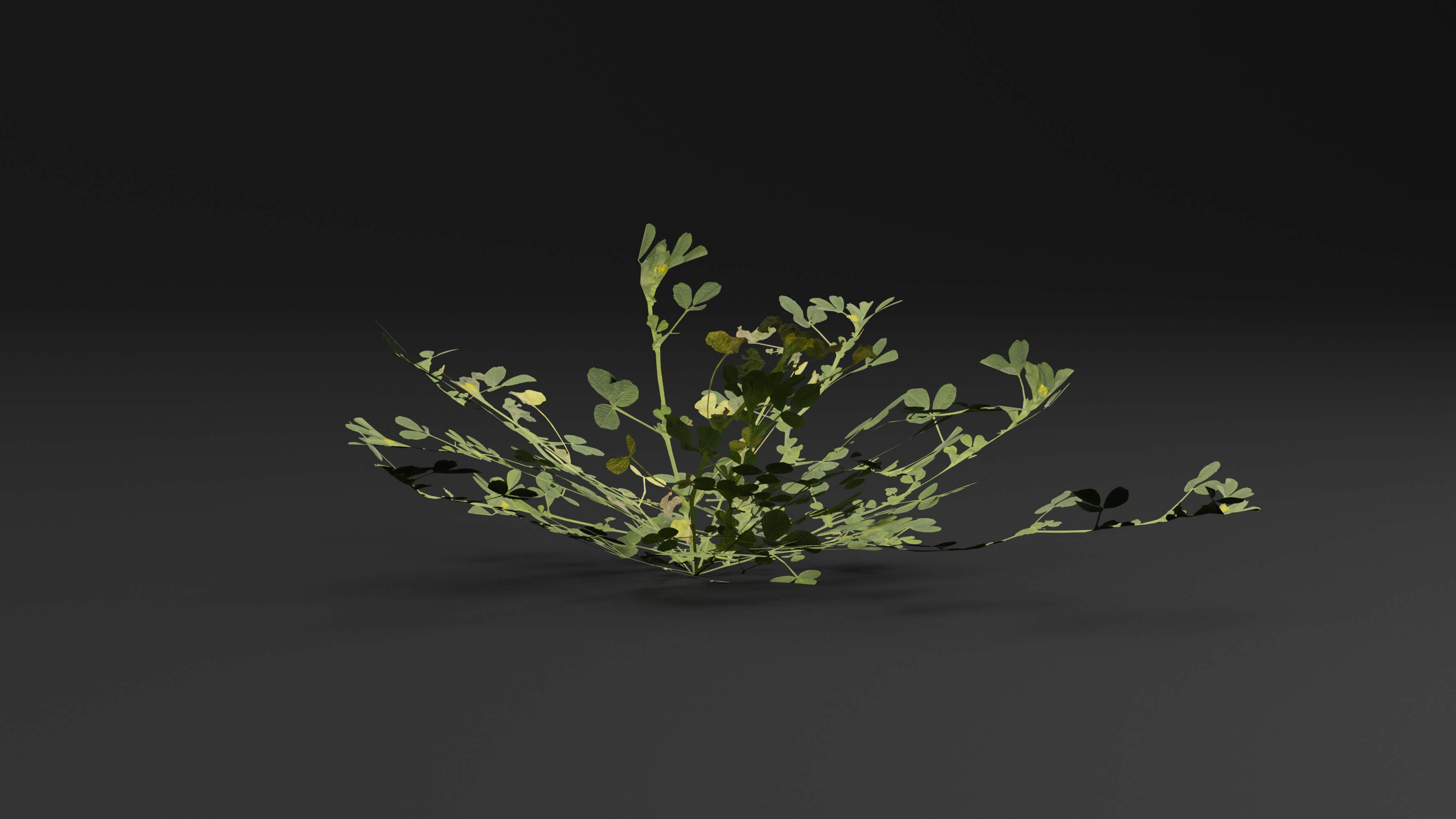Burr Medic Plant - 3D Model by Green Lander