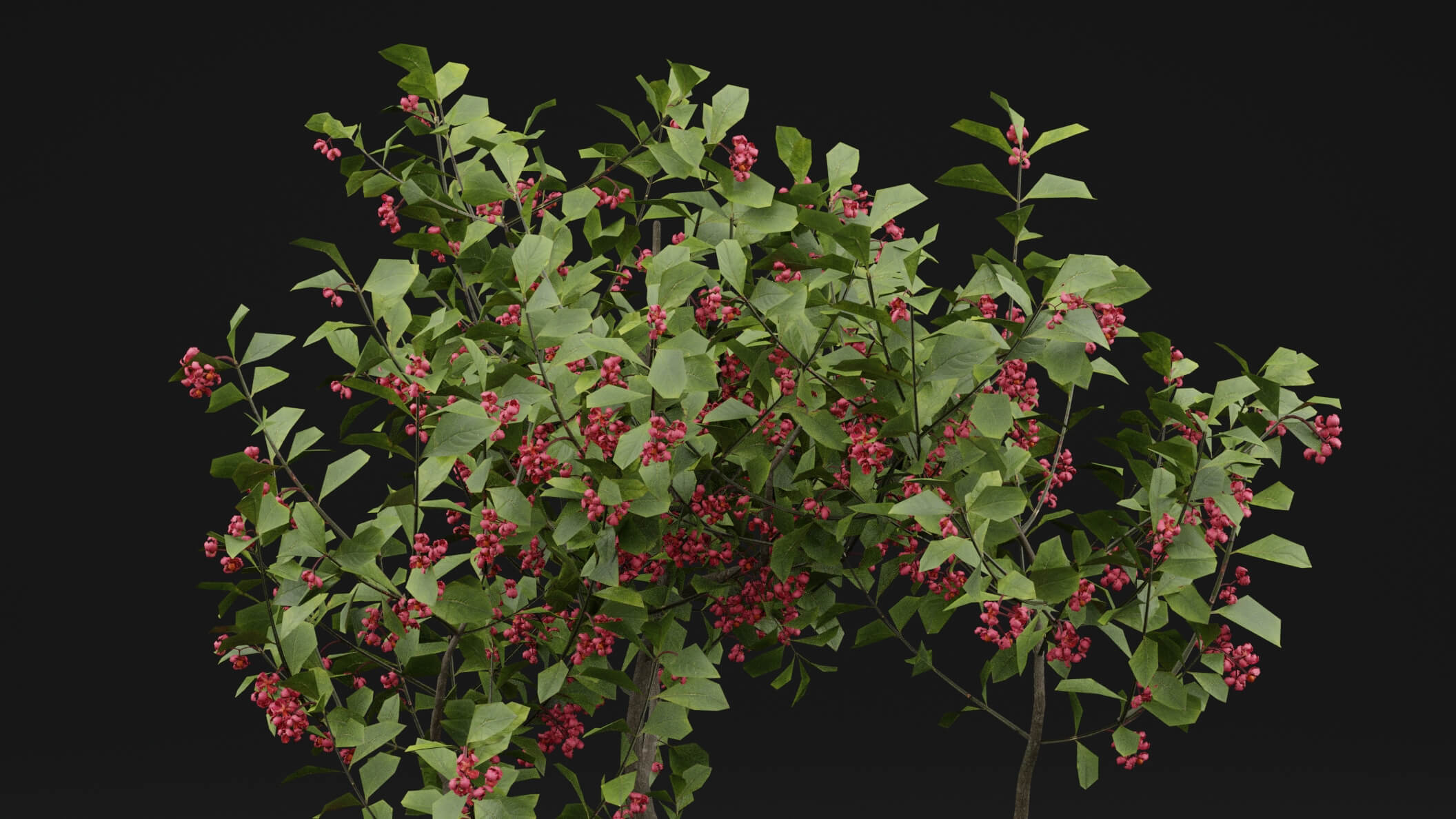 Bush Europeanspindle Plant - 3D Model by Green Lander