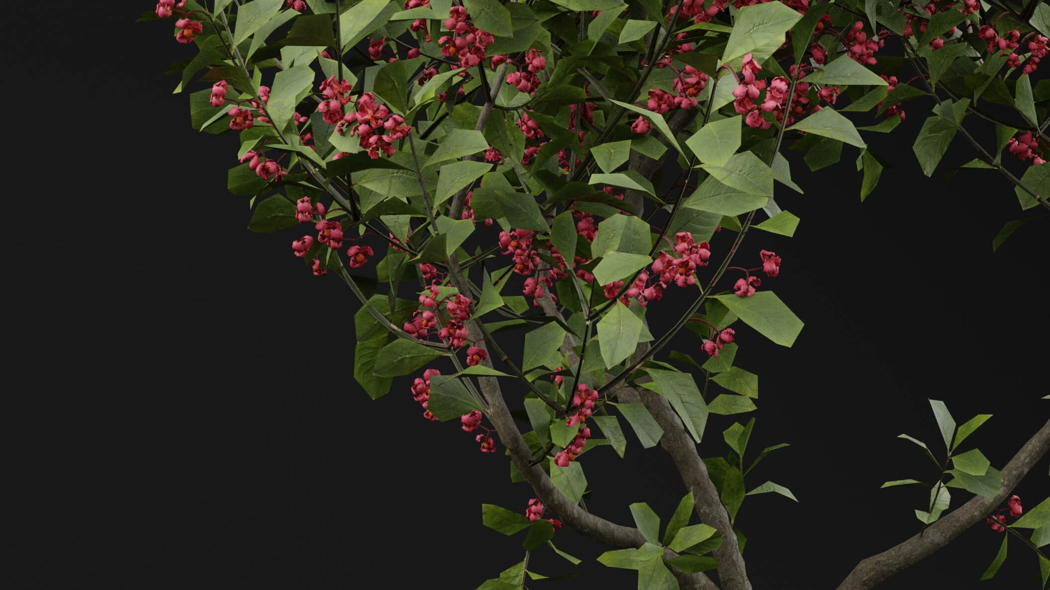 Bush Europeanspindle Plant - 3D Model by Green Lander