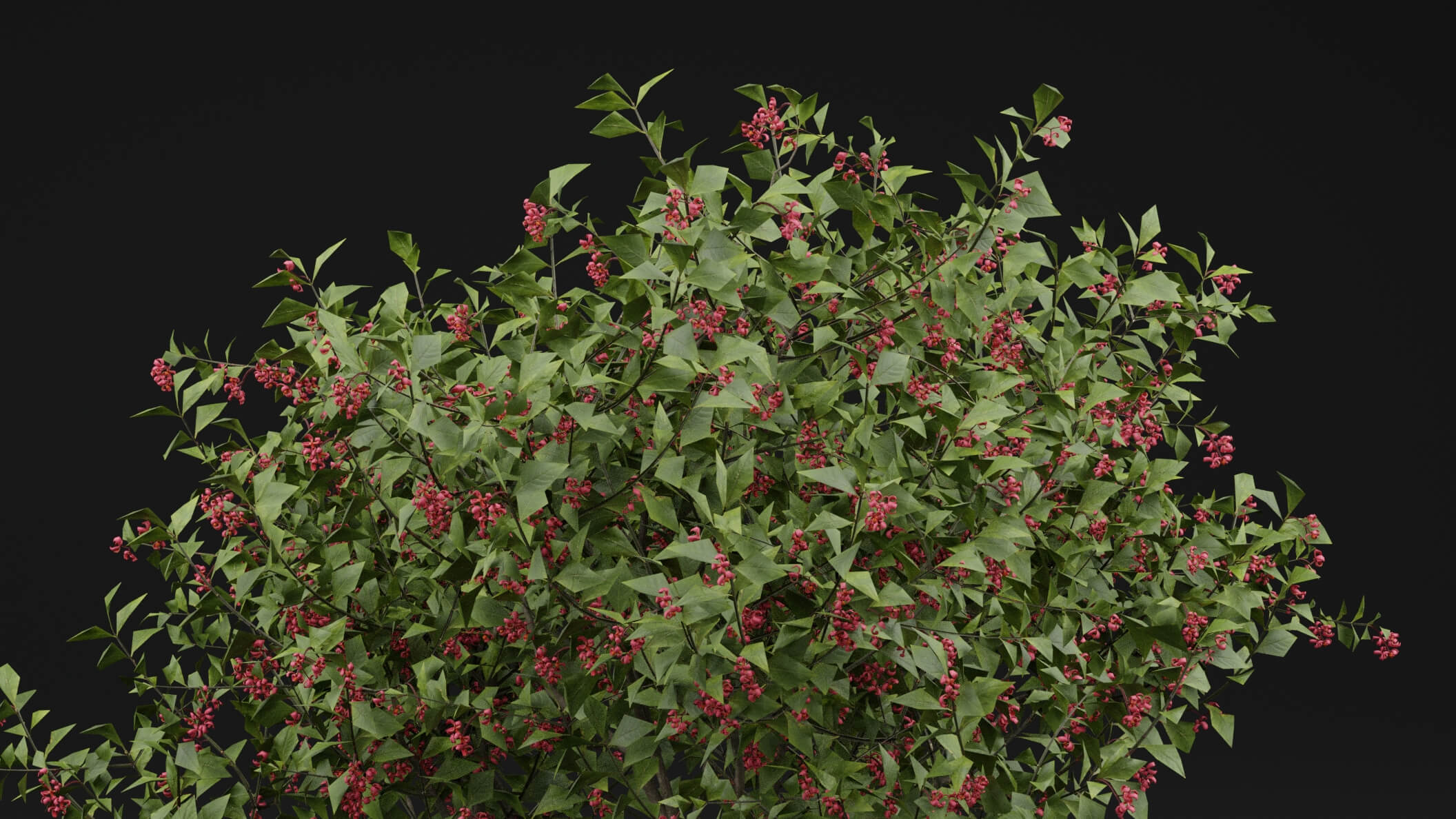 Bush Europeanspindle Plant - Free 3D Model by Green Lander