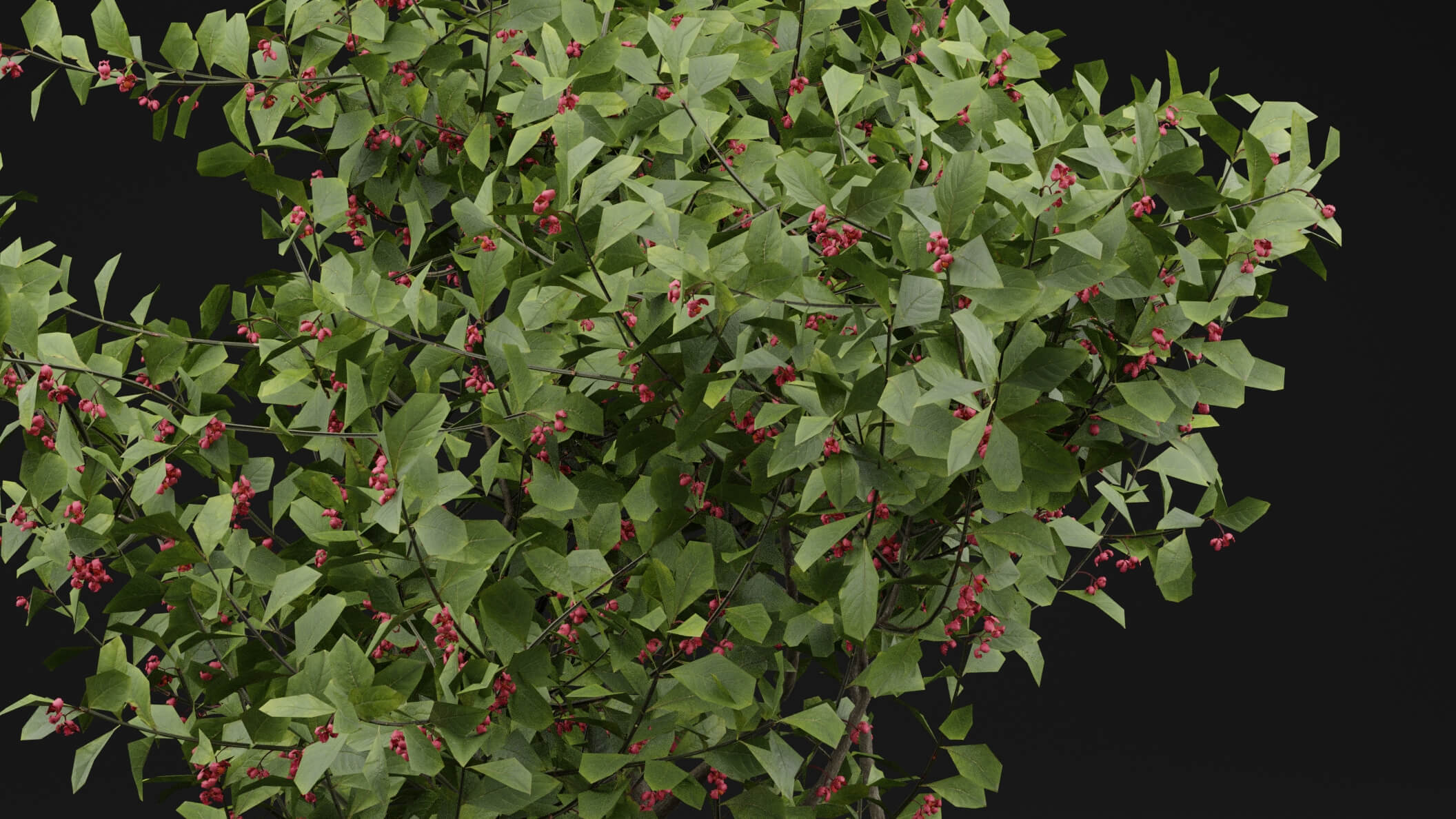 Bush Europeanspindle Plant - 3D Model by Green Lander