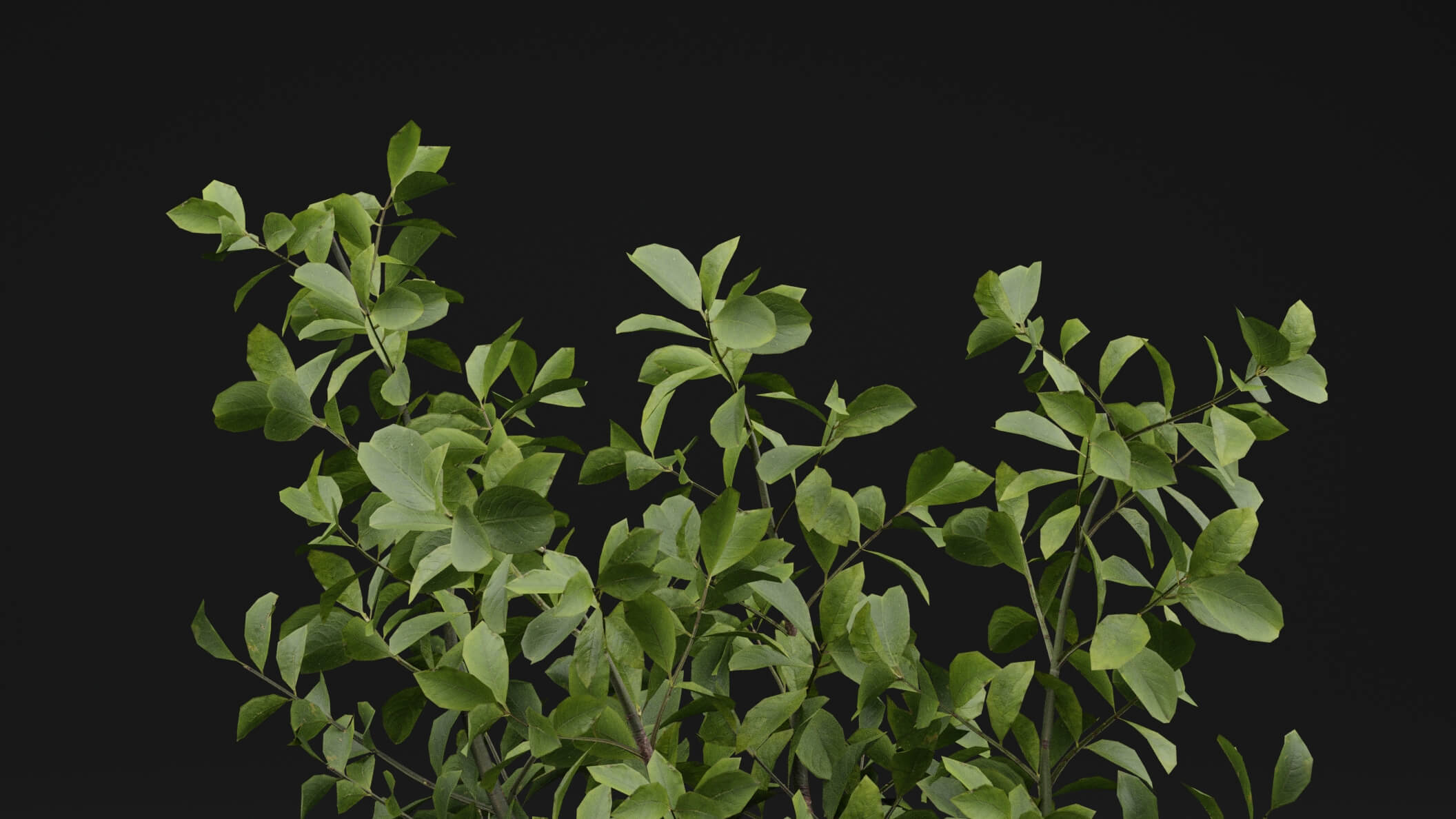 Bush Europeanspindle Plant - 3D Model by Green Lander
