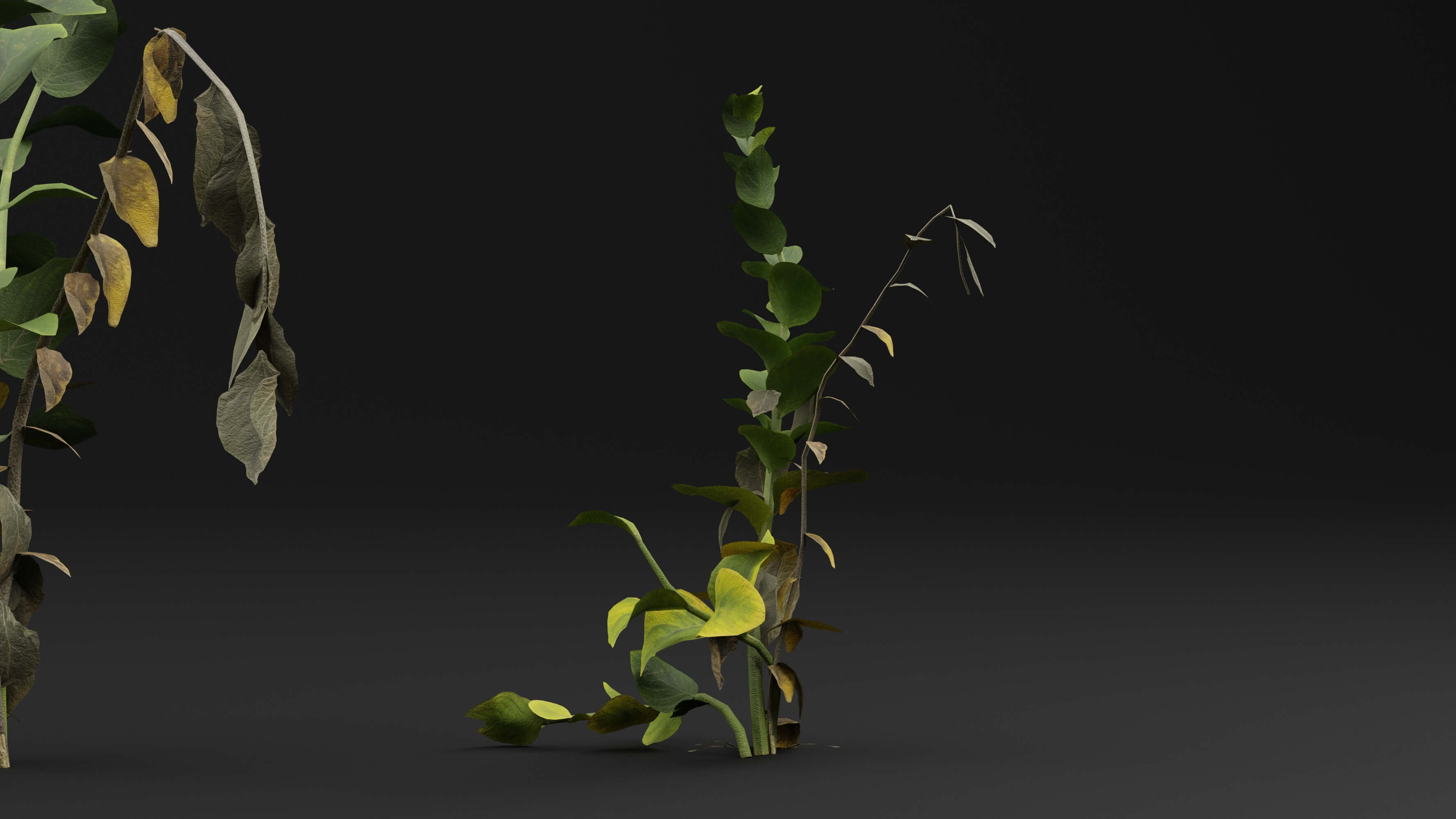 Buxus Box Plants - 3D Model by Green Lander