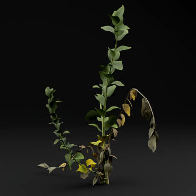 Dae 3D Models | Plants | RenderHub