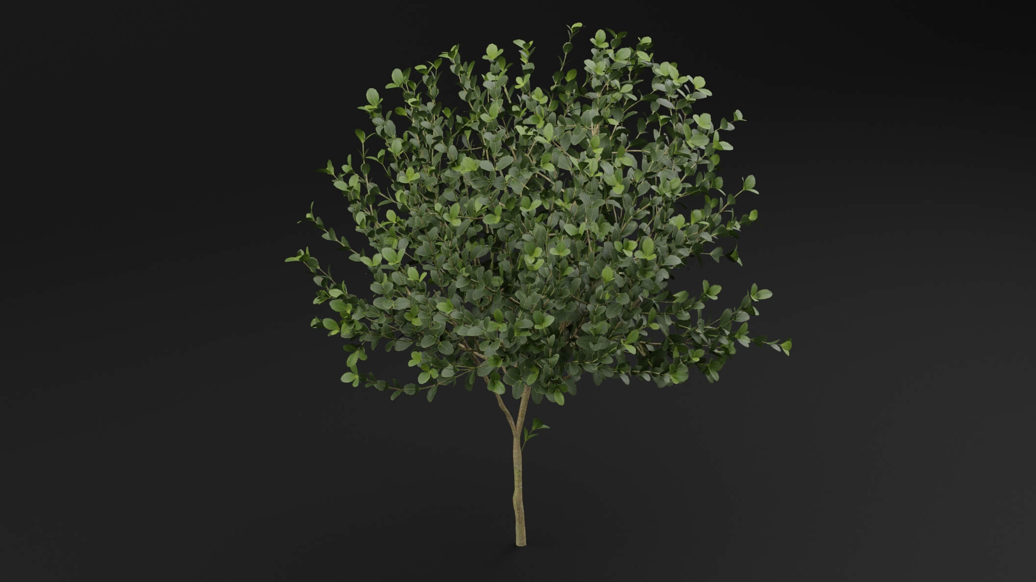Buxus Sempervirens Plant - 3D Model by Green Lander