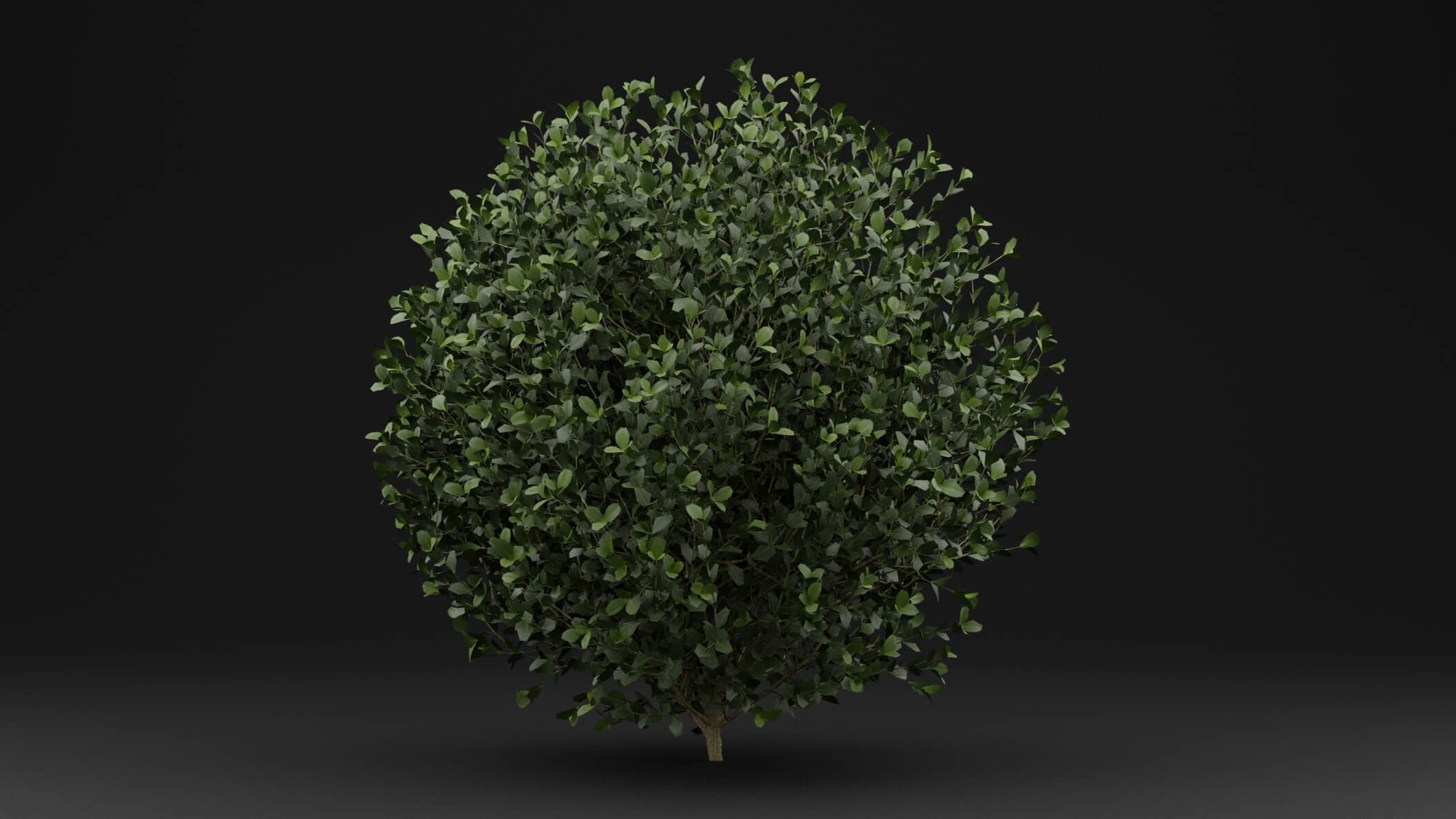 Buxus Sempervirens Plant - 3D Model by Green Lander