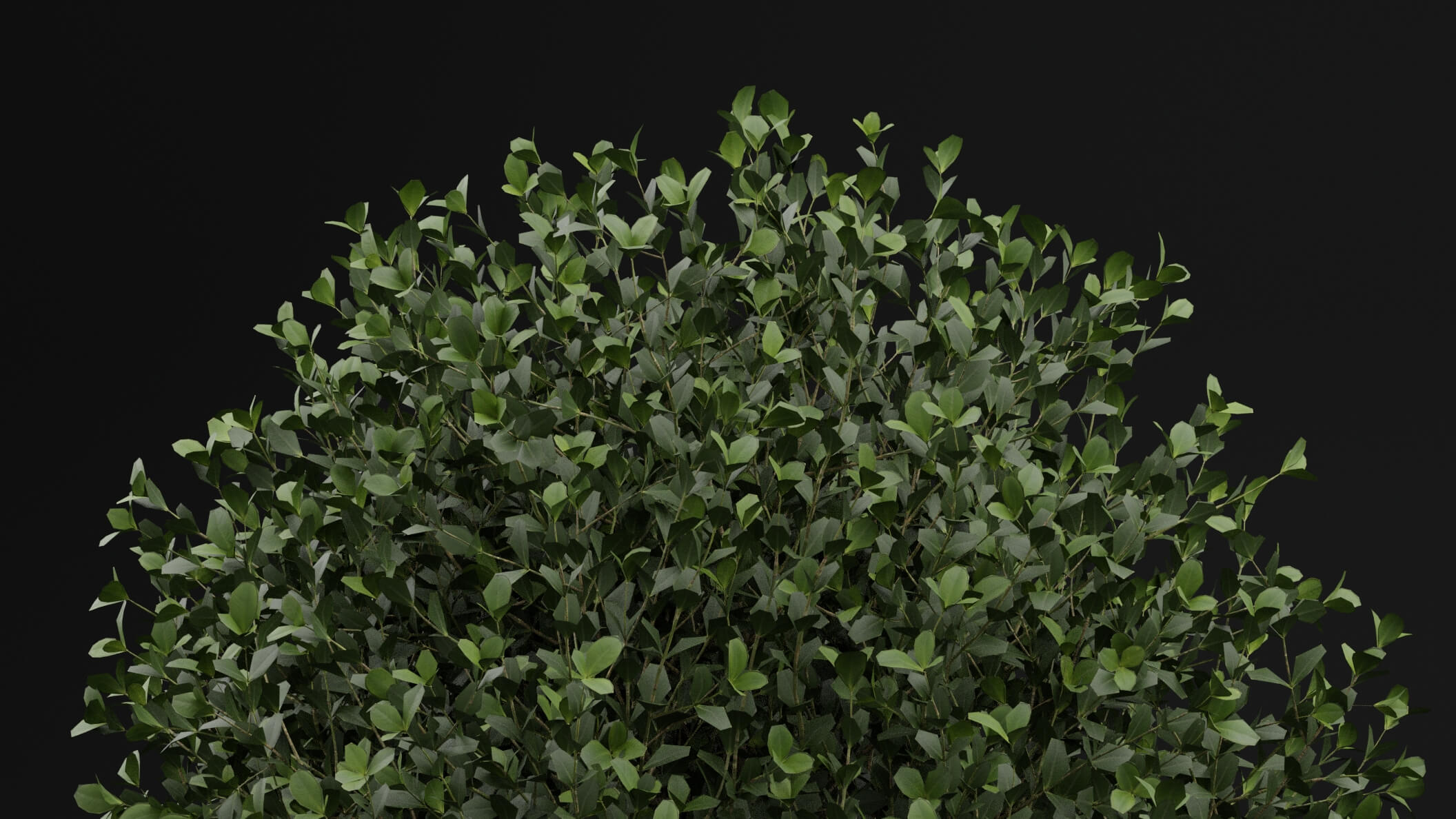 Buxus Sempervirens Plant - 3D Model by Green Lander